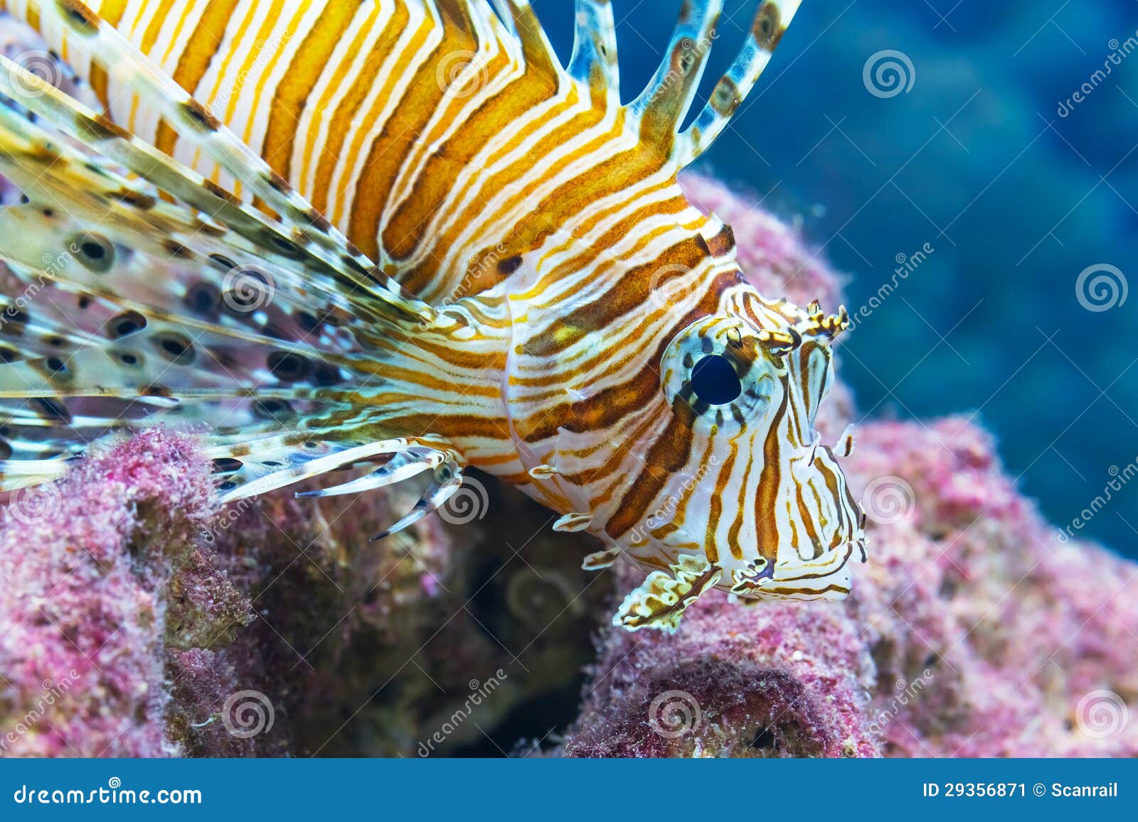 Lionfish in the sea stock image. Image of aquatic, nature - 29356871