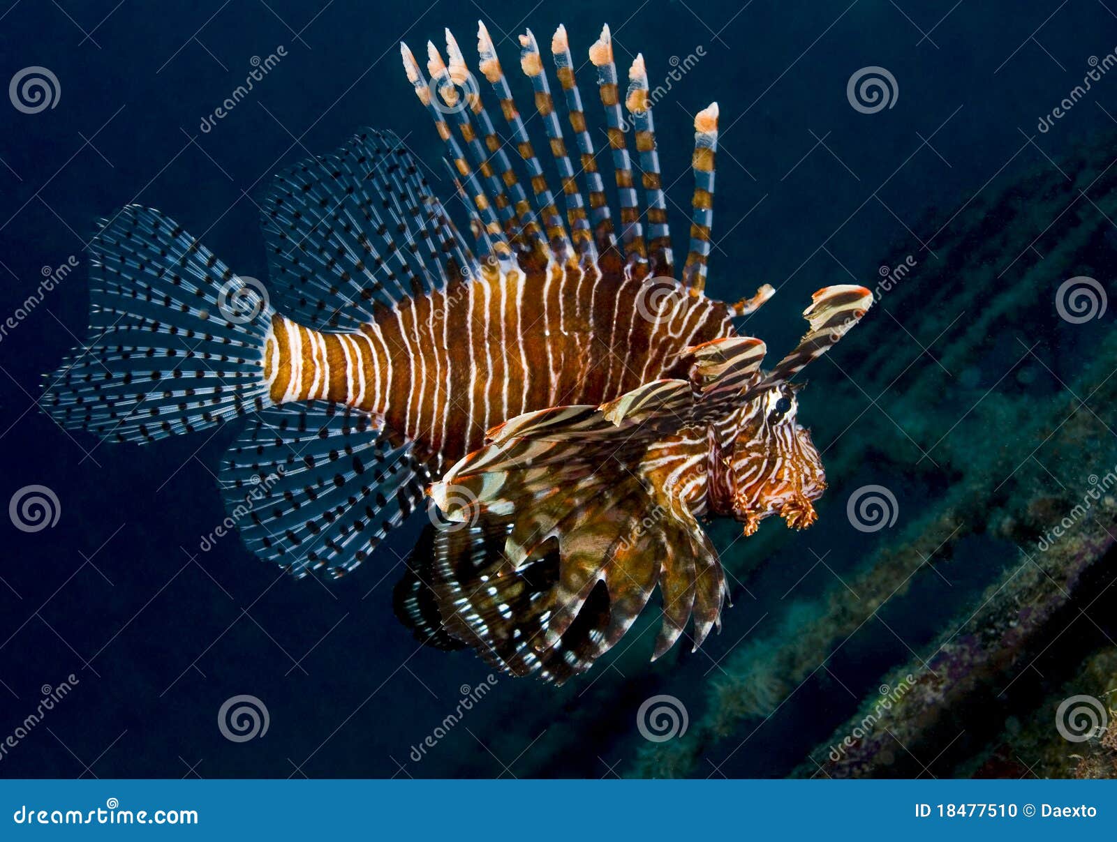 Lionfish from the side stock photo. Image of scorpaenidae - 18477510