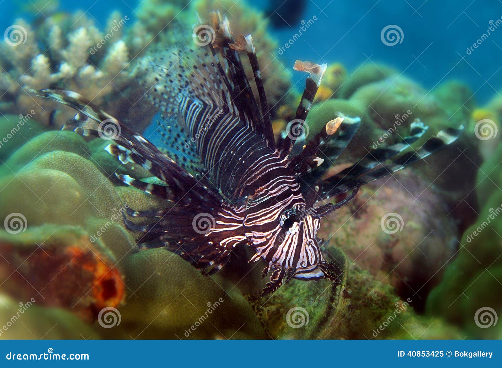 Lionfish, Sipadan Island, Sabah Stock Image - Image of tropical, fish ...