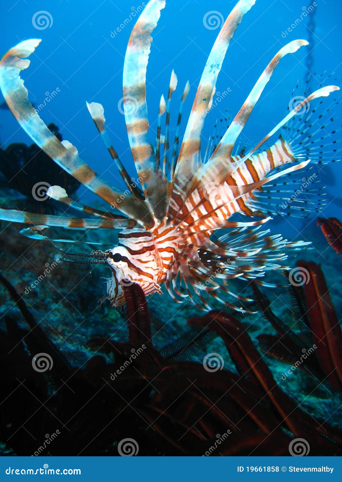 Lionfish Swimming into Feather Star; Great Barrier Stock Photo - Image ...