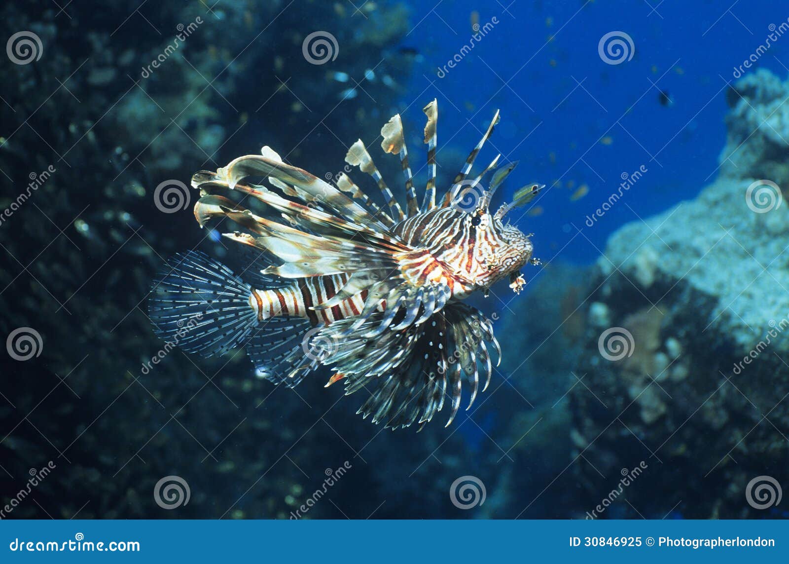 Lionfish swimming in ocean stock image. Image of water - 30846925