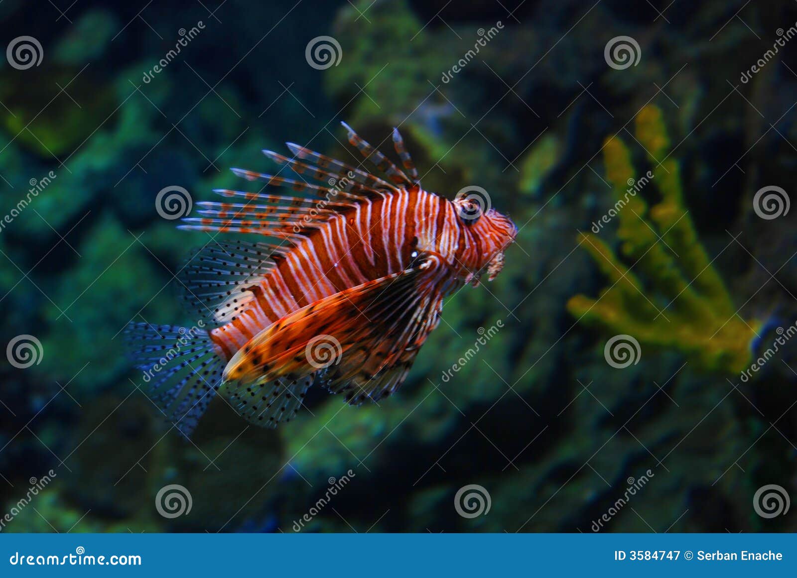 Lionfish swimming in water stock image. Image of side - 3584747