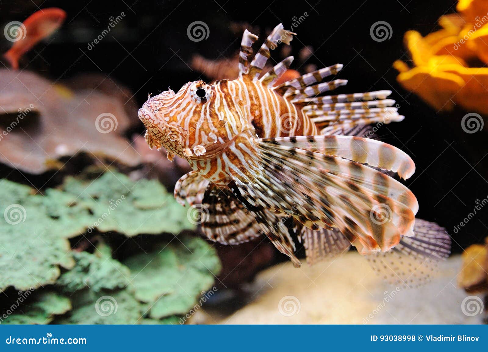 Lionfish Turkeyfish in the Red Sea. Stock Photo - Image of multicolored ...