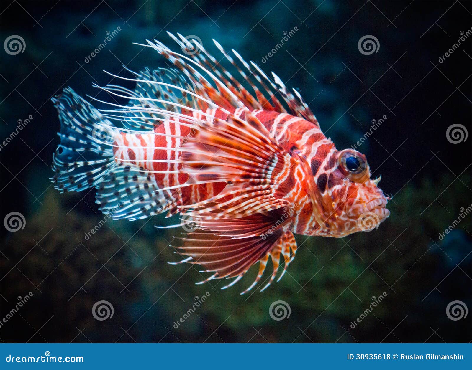 Lionfish stock photo. Image of diving, reef, islands - 30935618