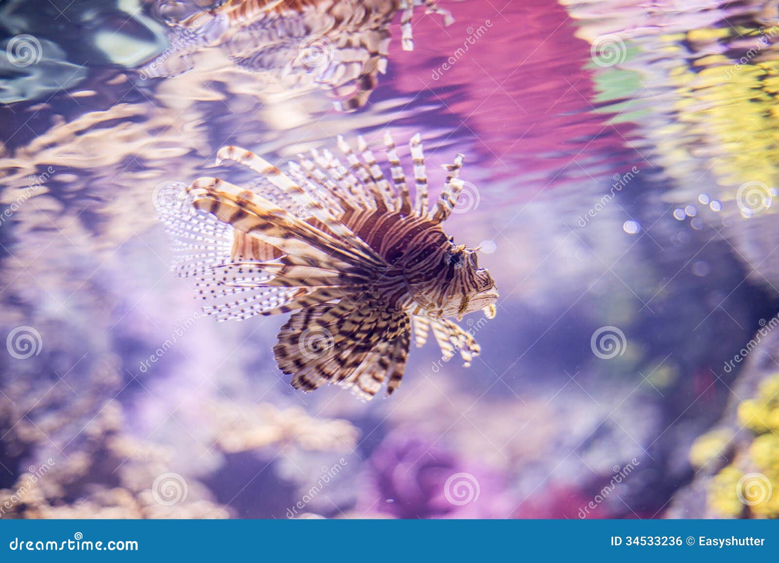 Lionfish stock photo. Image of nature, coral, marine - 34533236