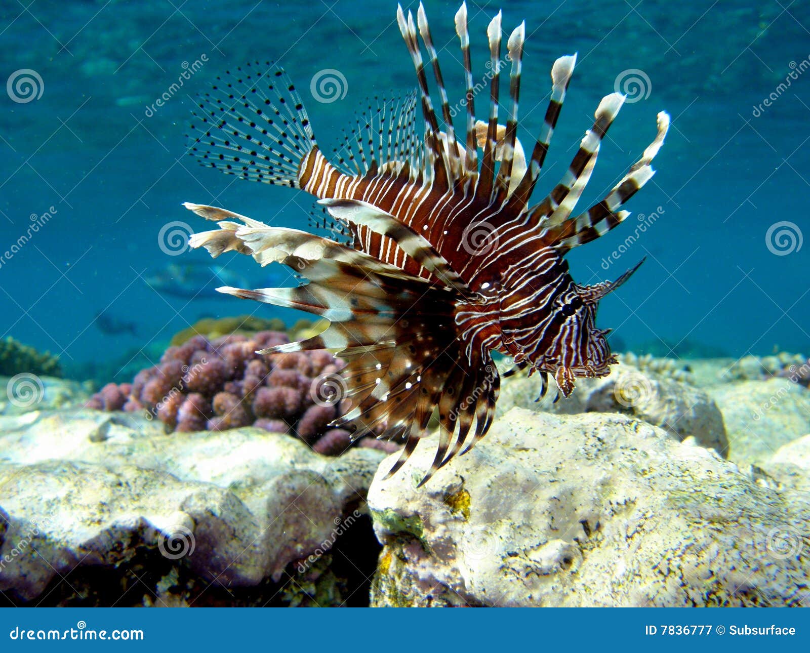 Lionfish Royalty-Free Stock Image | CartoonDealer.com #692410