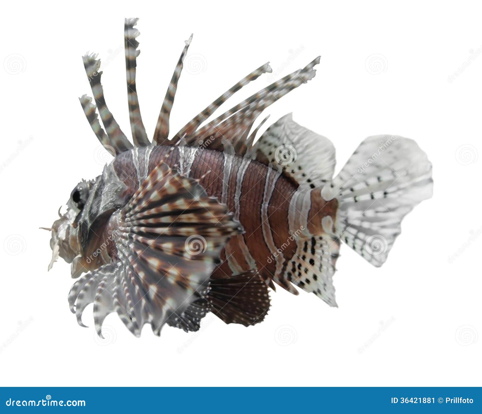 Lionfish in white back stock image. Image of lionfish - 36421881