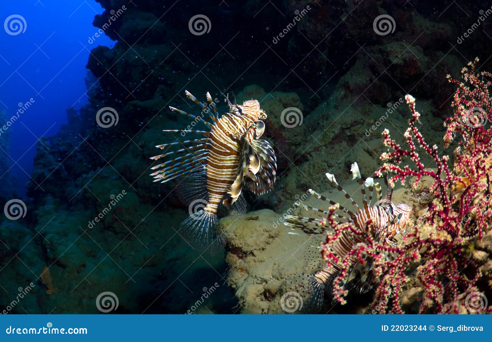 Lionfishes stock photo. Image of spike, lionfish, long - 22023244