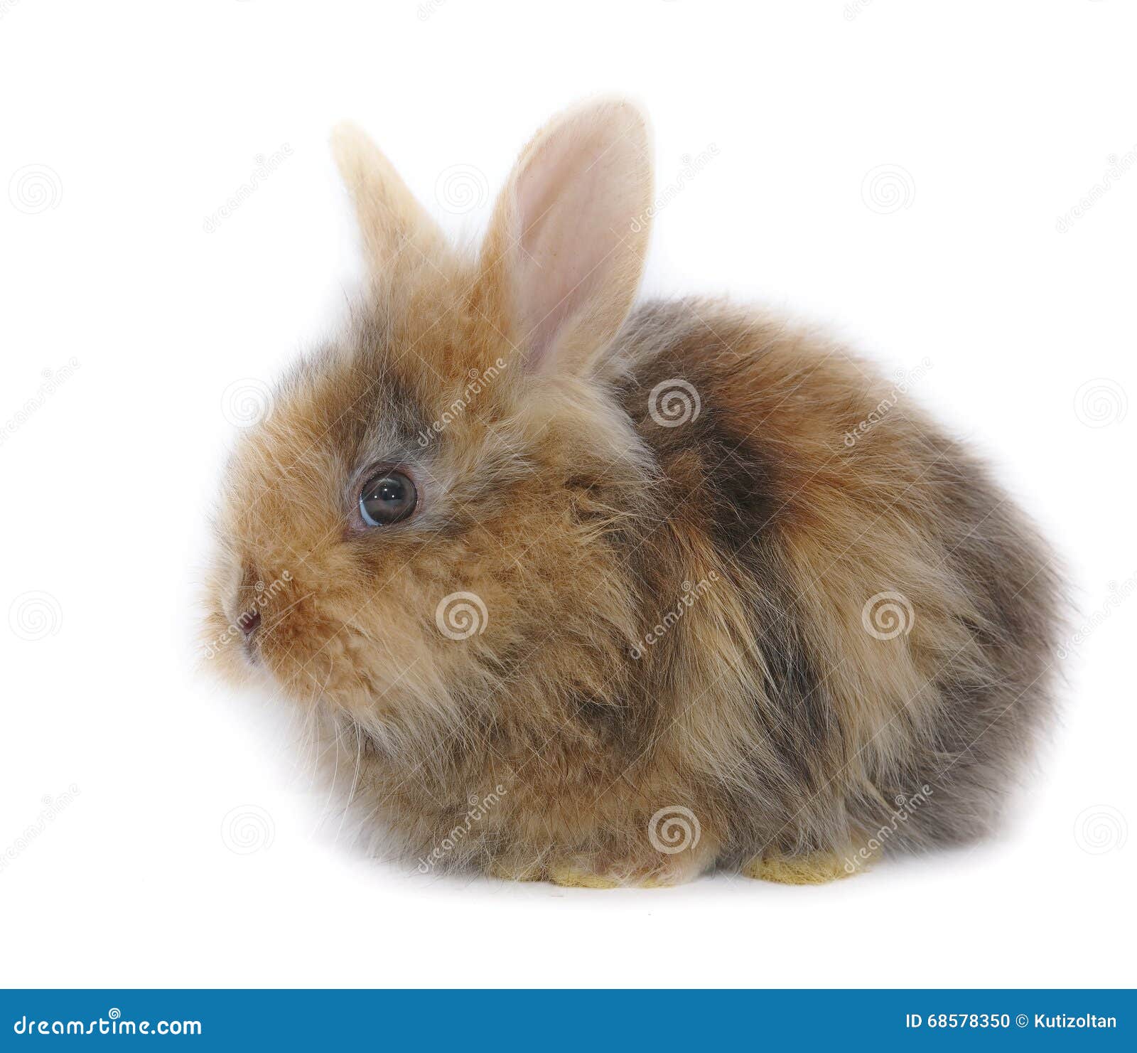 Lionhead Rabbit Baby