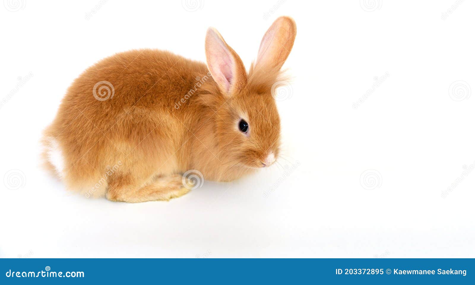 Lionhead Bunny Rabbit Brown Isolated on White Background Stock Image ...
