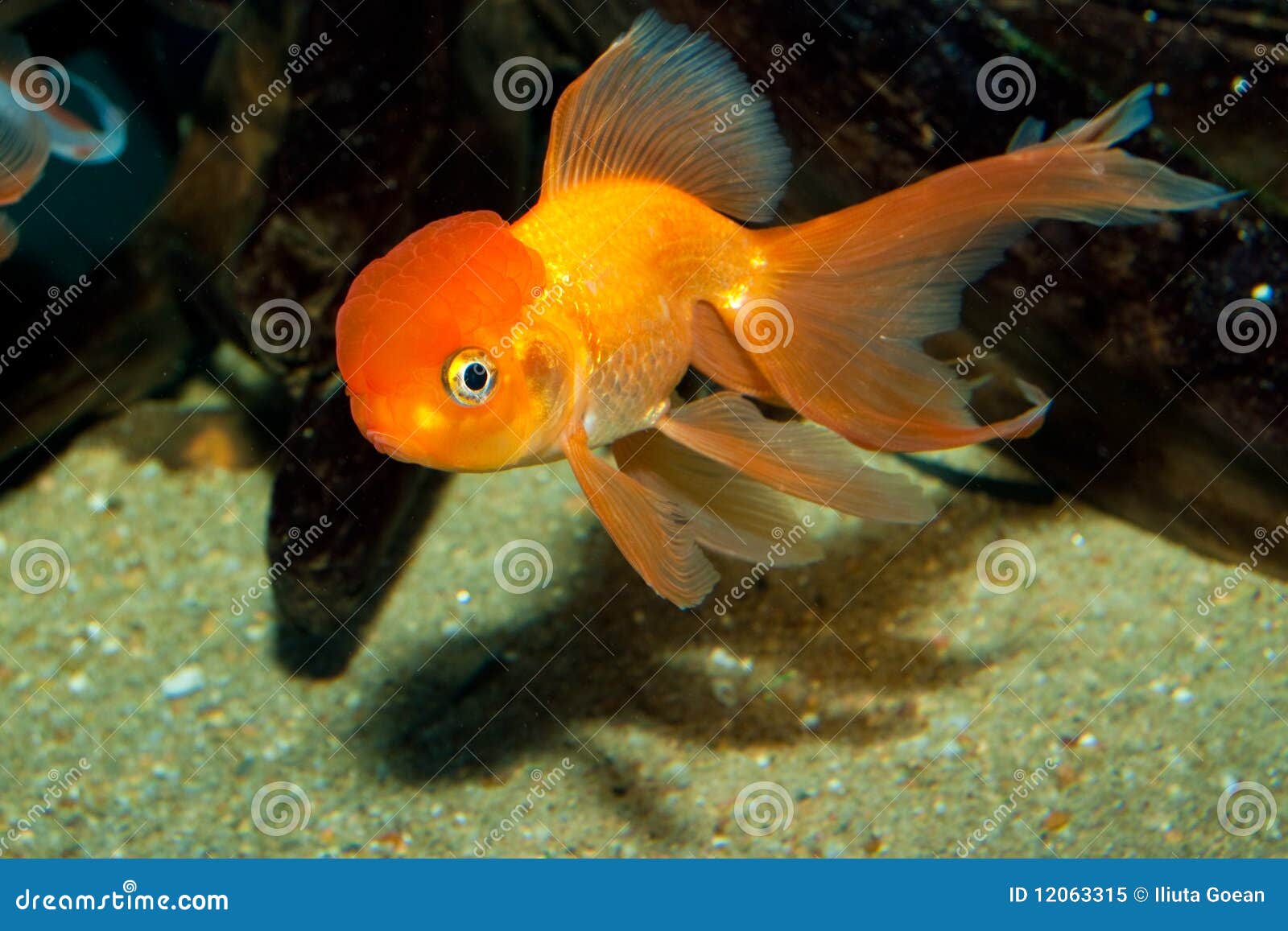 Lionhead Goldfish