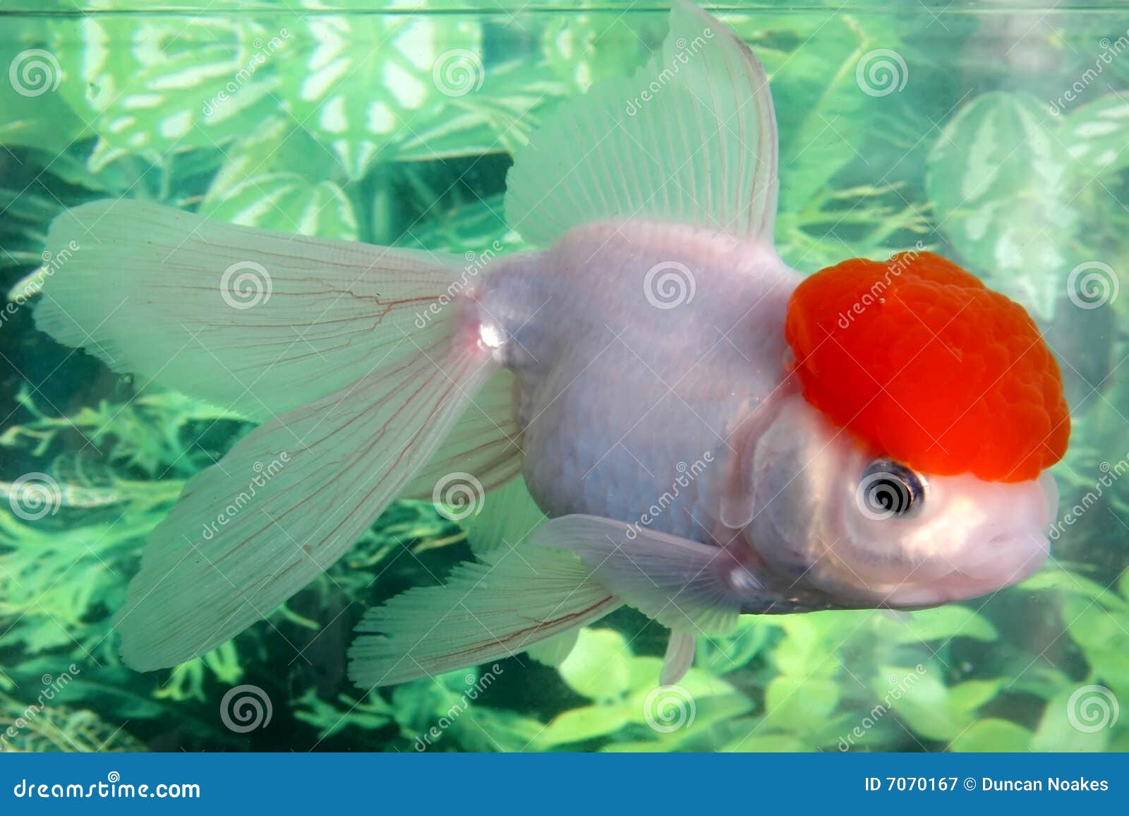 Lionhead Goldfish stock image. Image of lionhead, aquarium - 7070167