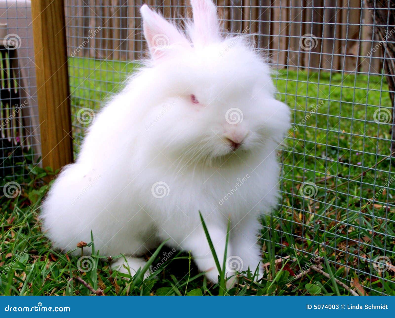 Lionhead Rabbit stock image. Image of fresh, pink, wood - 5074003