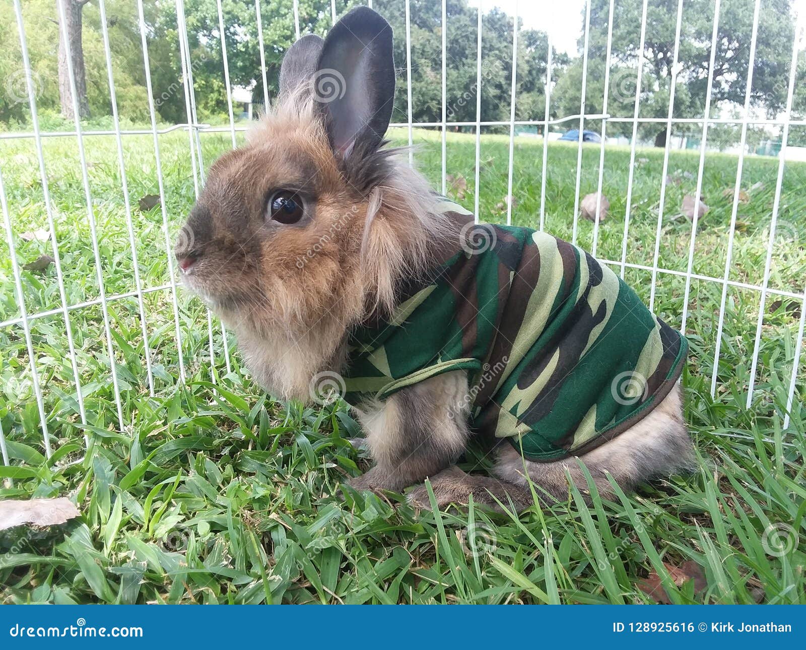 Sir Grumpy Thumps stock photo. Image of grumpy, lionhead - 128925616