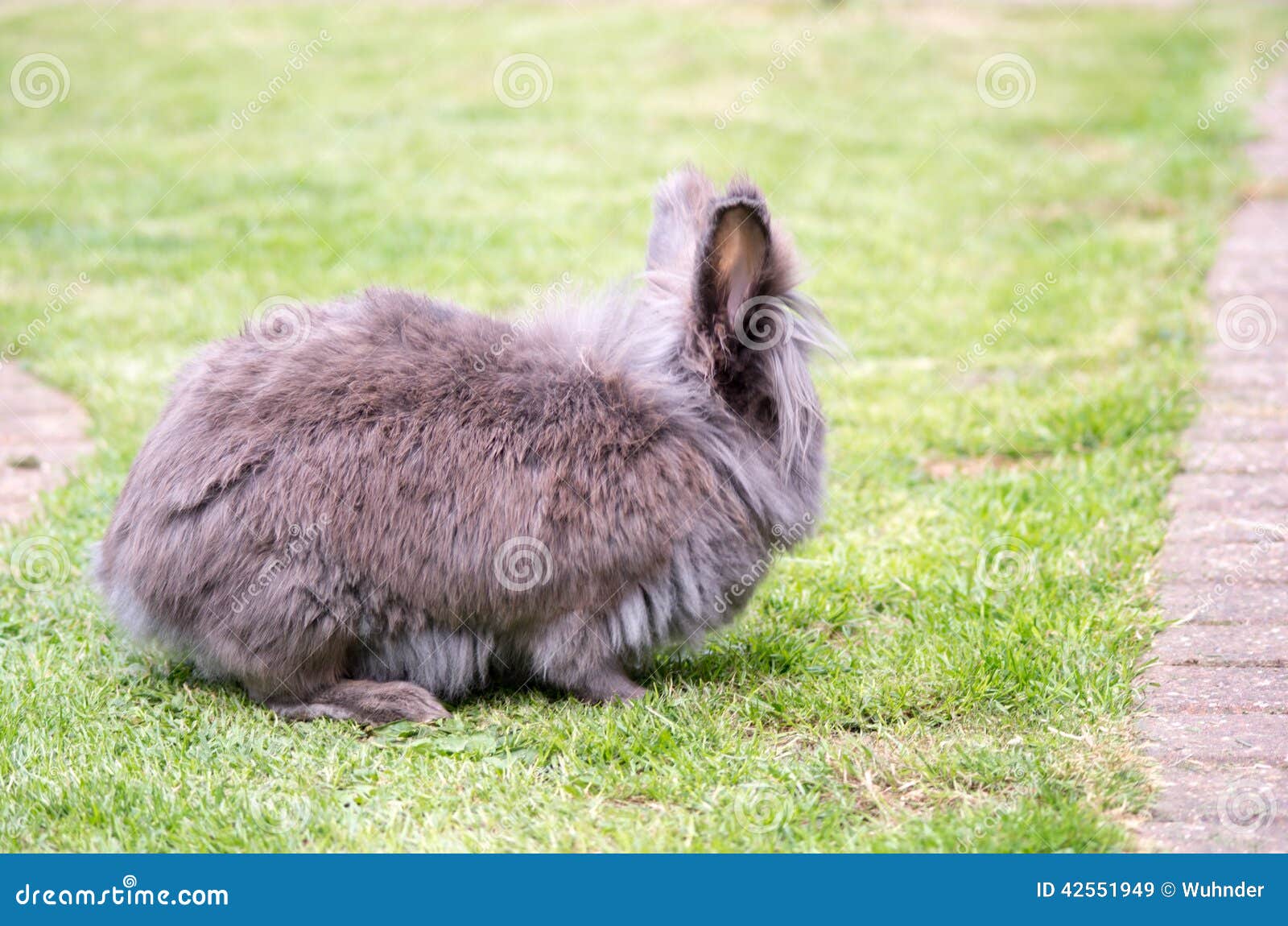 Grey Lionhead Rabbit