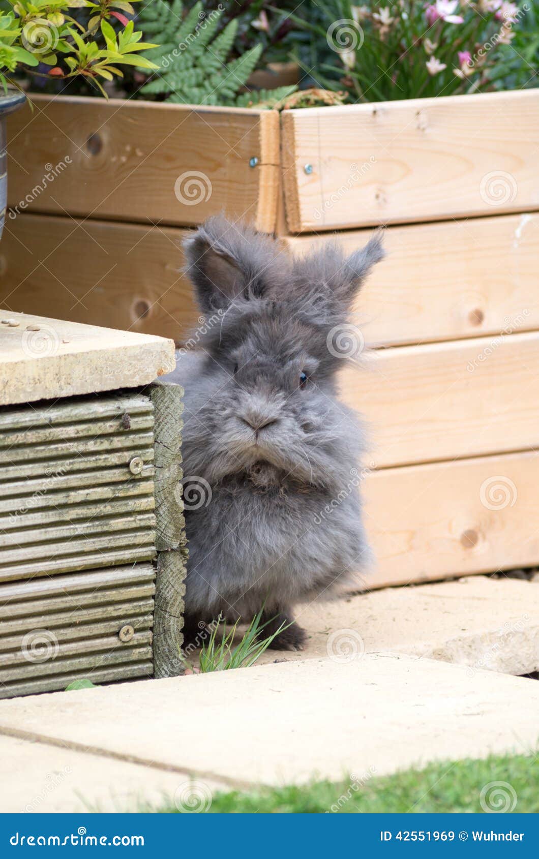 Lionhead rabbit stock image. Image of bred, beauty, baby - 42551969