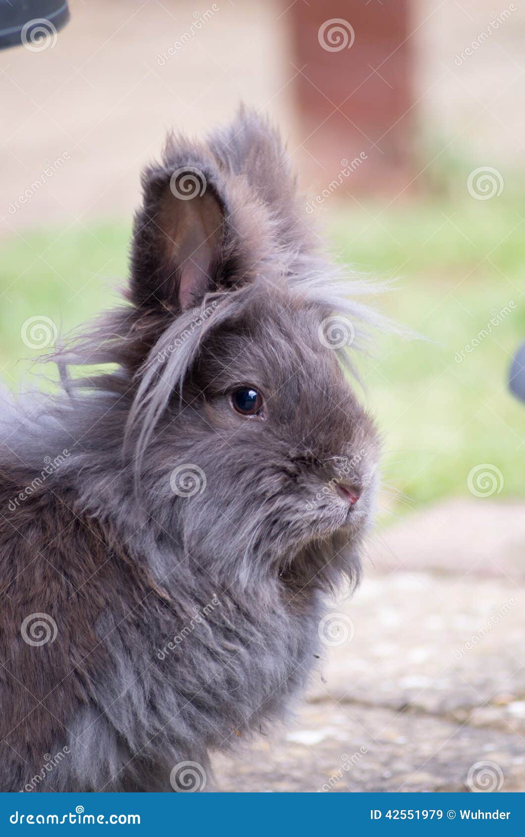Lionhead rabbit stock image. Image of profile, looking - 42551979