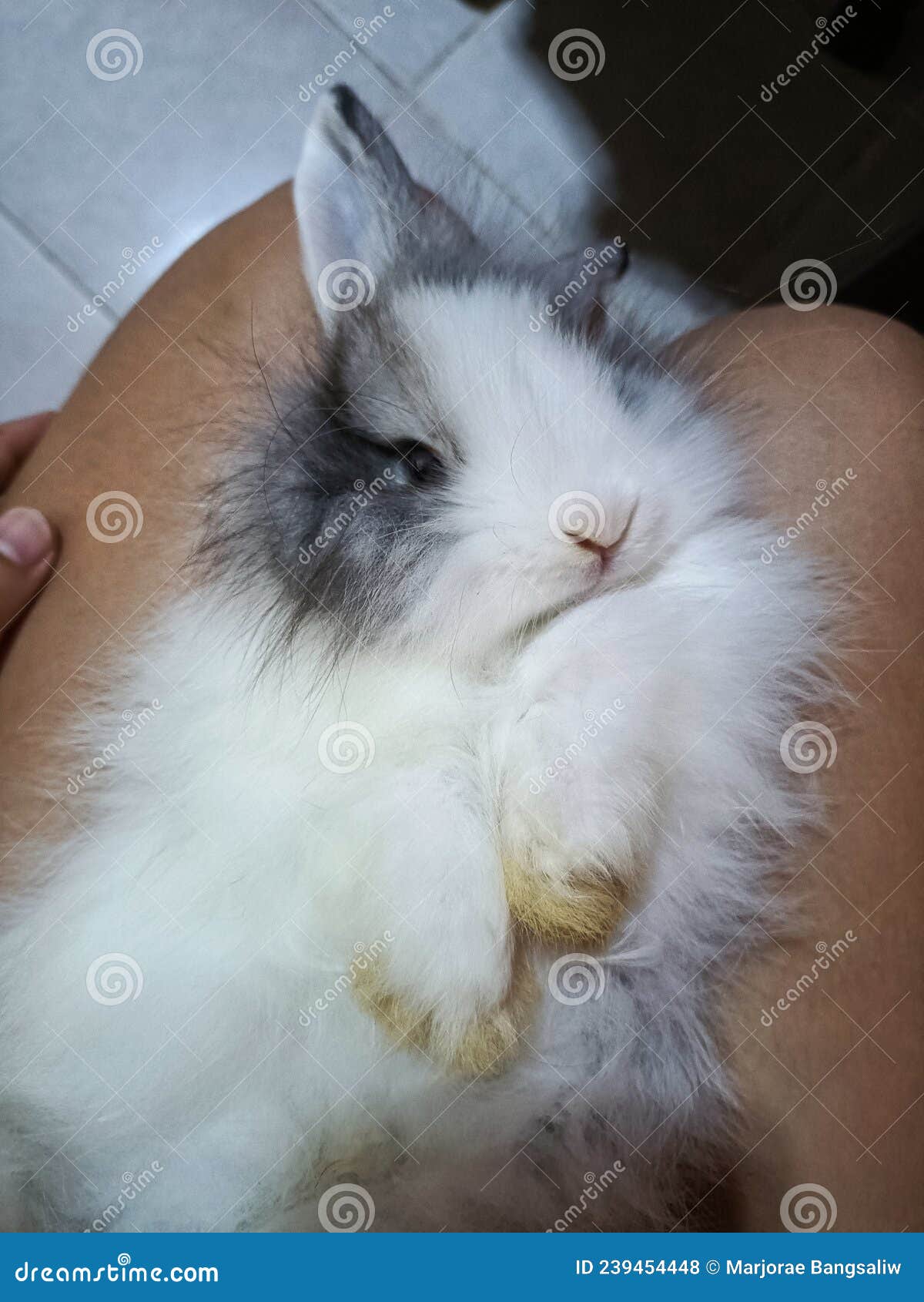 Lionhead rabbit on the lap stock photo. Image of fluffy - 239454448