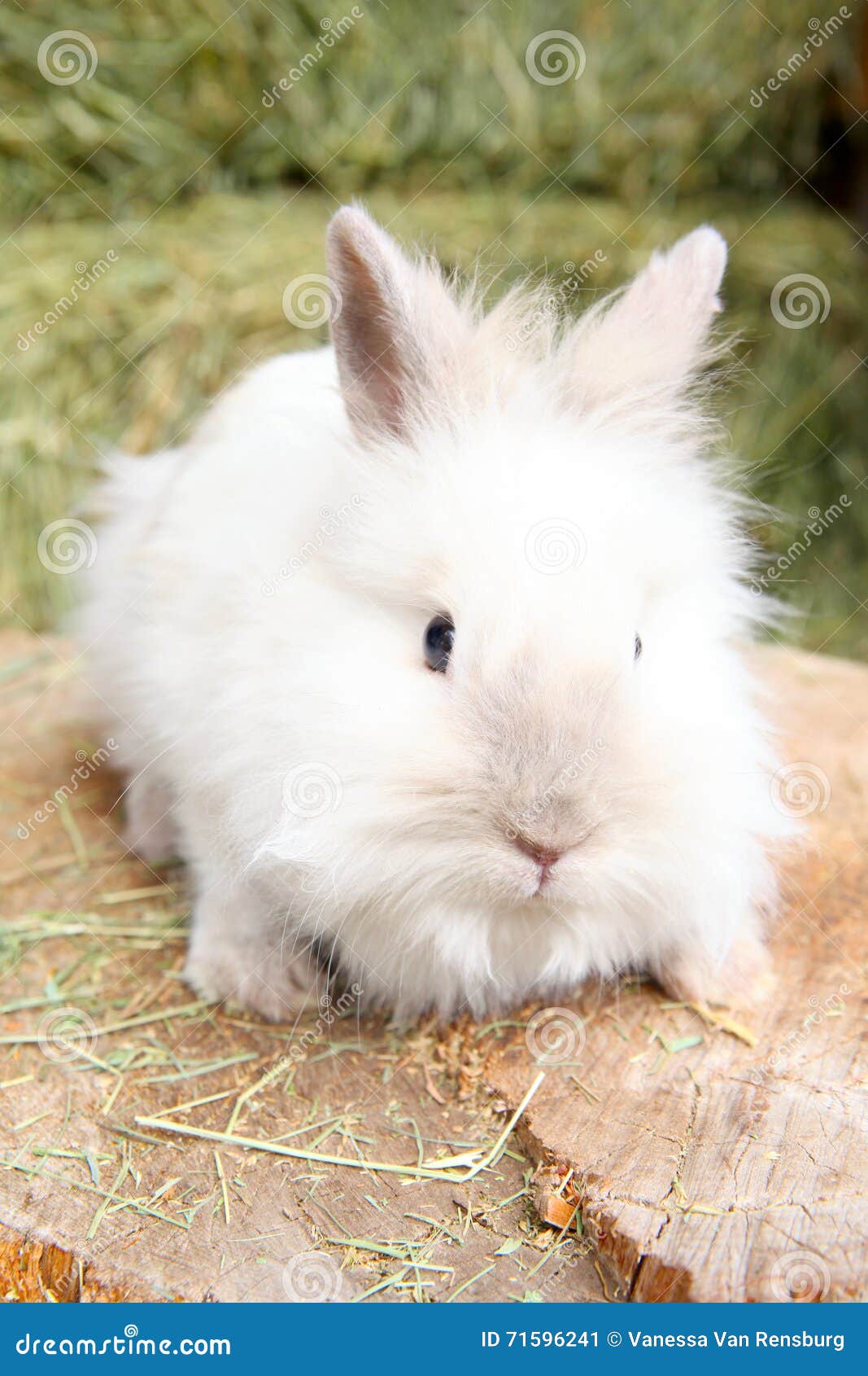 Lionhead rabbit stock image. Image of domestic, bunny - 71596241