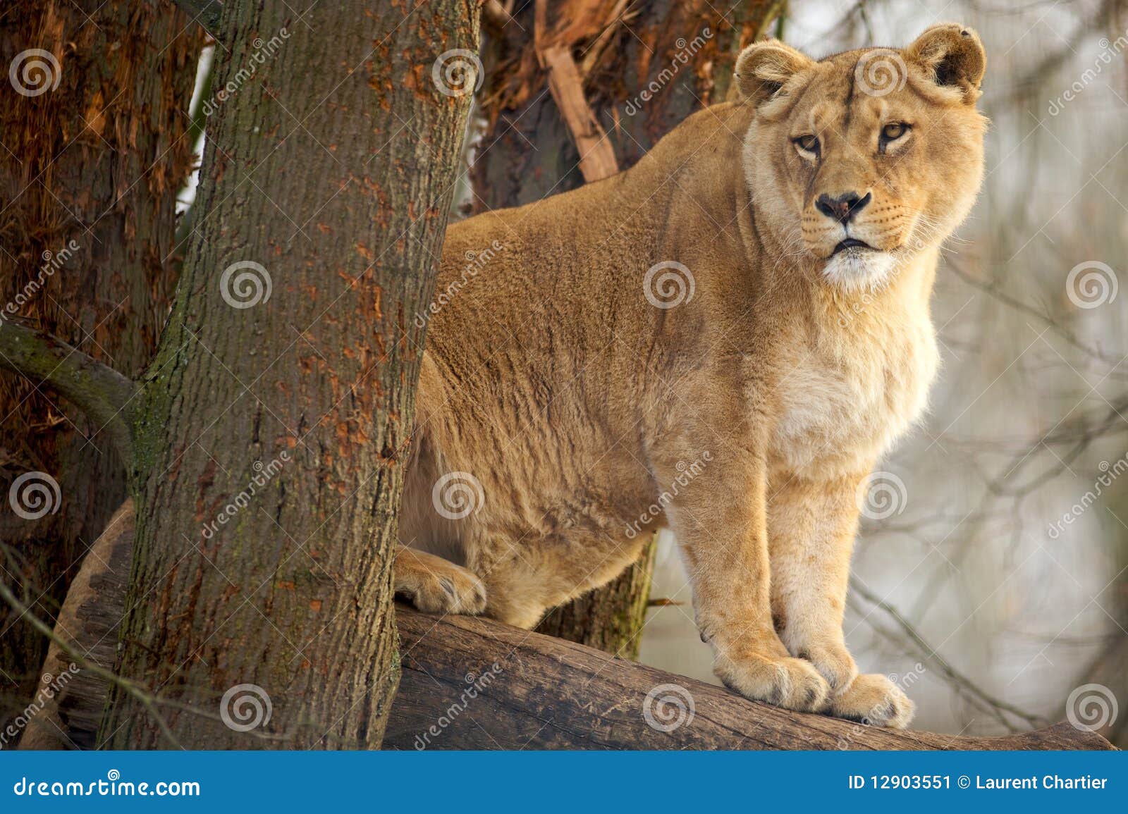 Lionne stock image. Image of ferocious, parc, feline - 12903551