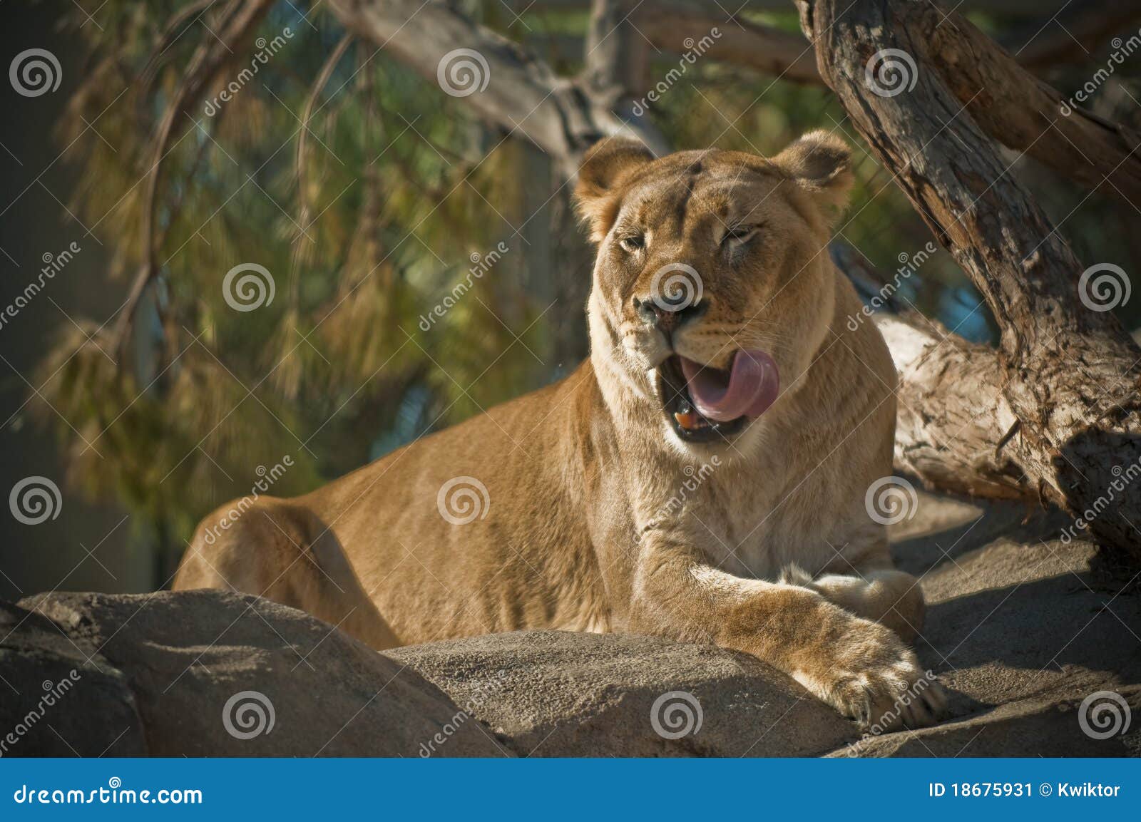 Lionne image stock. Image du bâillement, carnassier, animal - 18675931