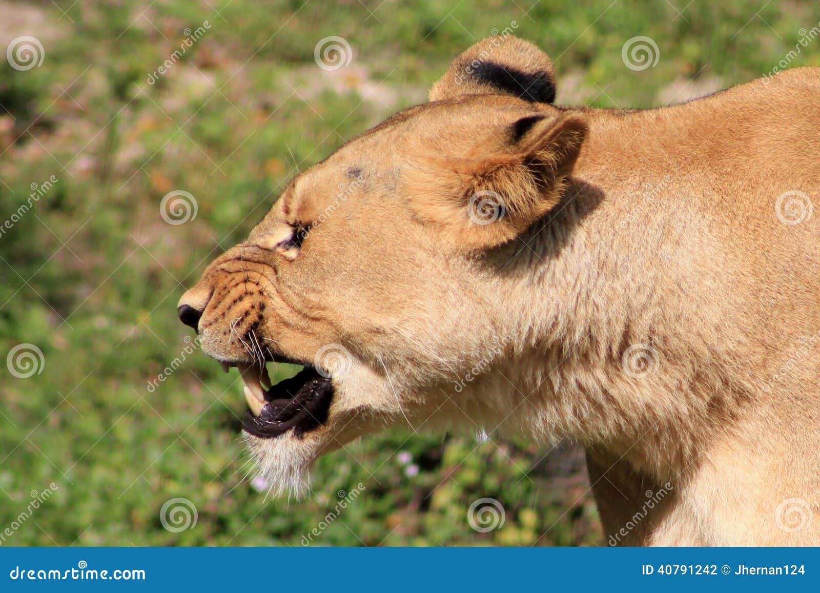 Lionne Montrant Son Profil De Dents Photo stock - Image du femelle ...