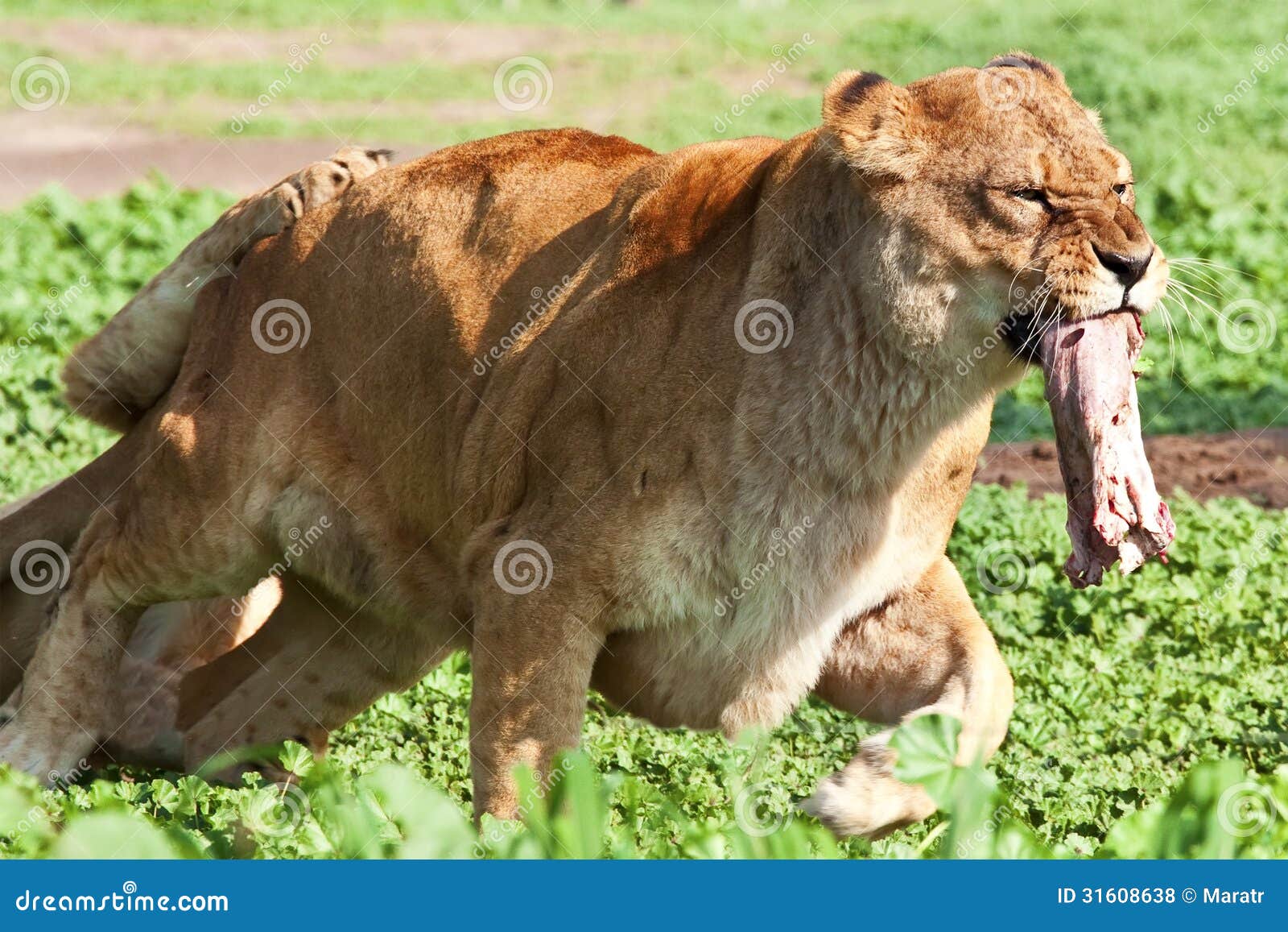 Lionness stock photo. Image of head, lioness, animal - 31608638