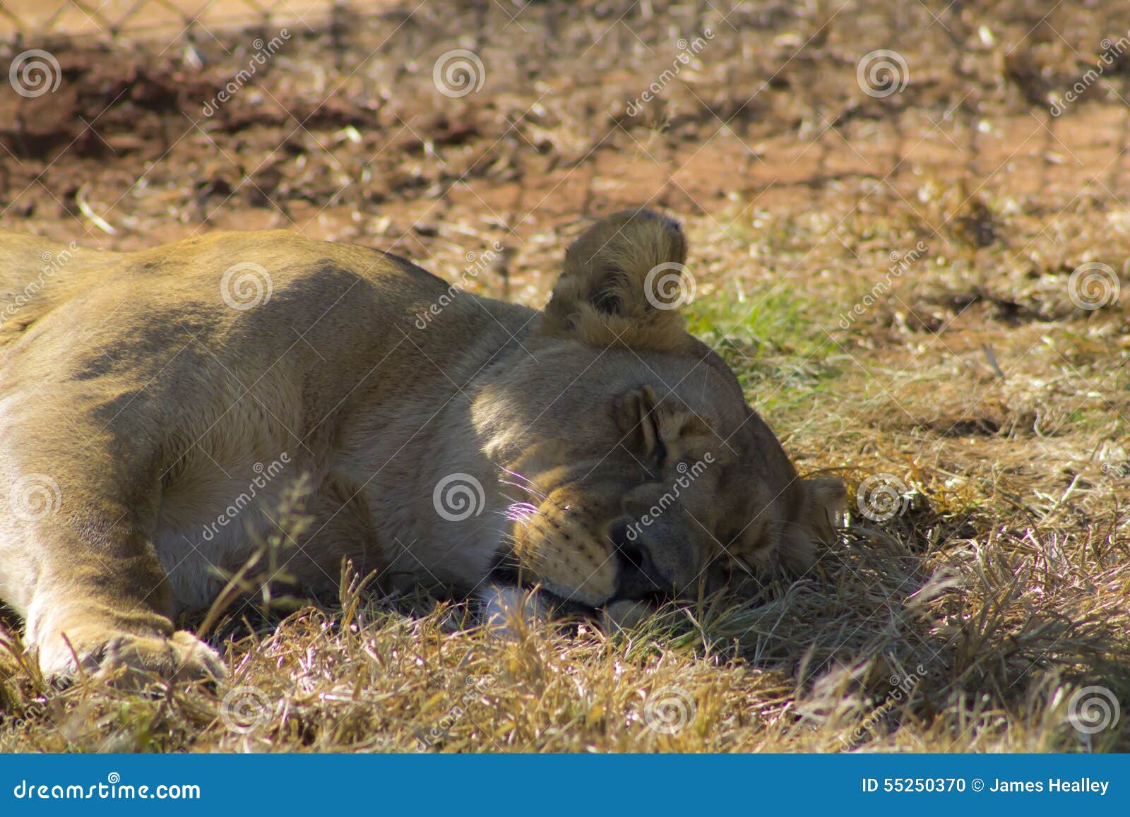 Lionness stock photo. Image of dangerous, grass, animal - 55250370