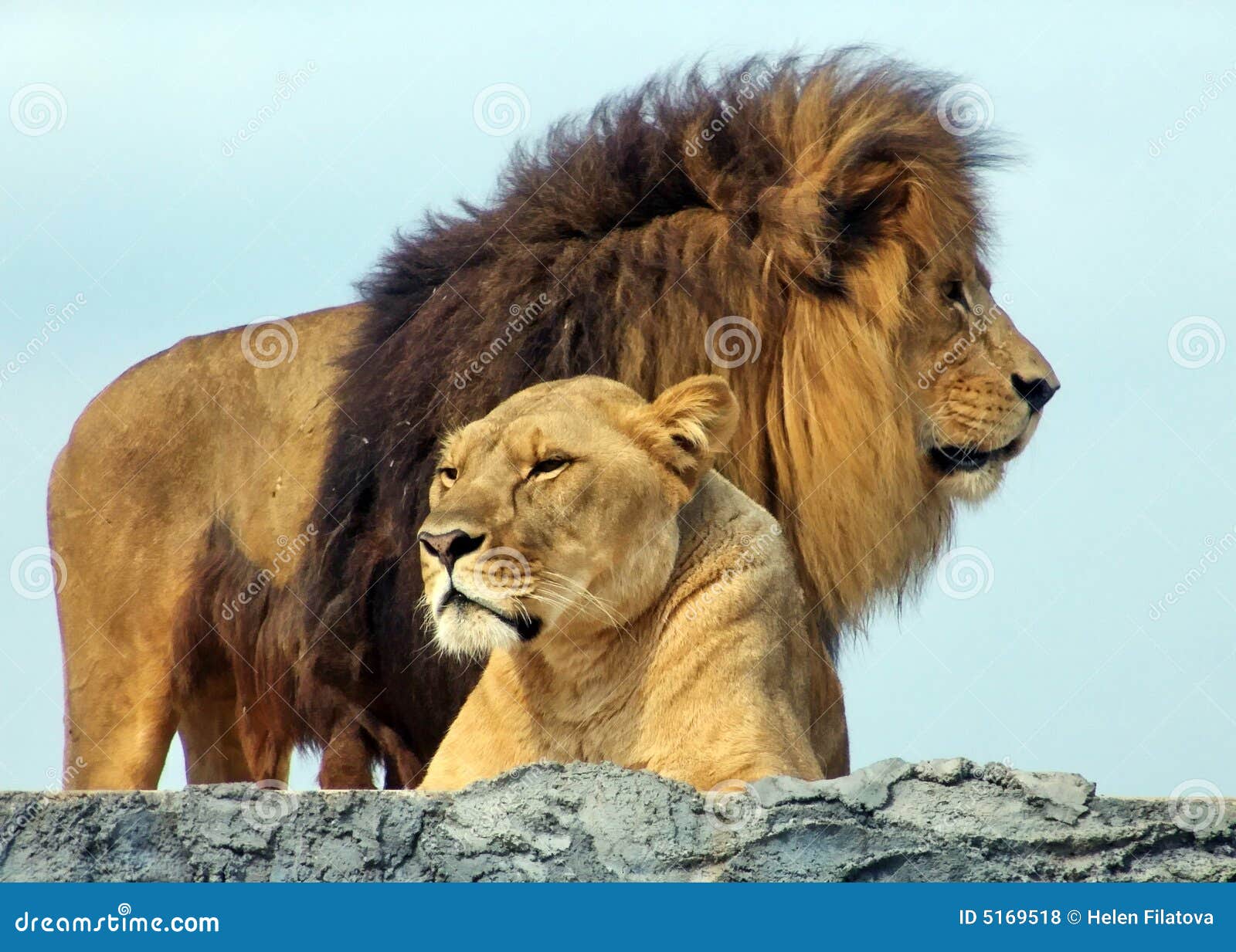 Lions stock photo. Image of powerful, wild, lion, bonding - 5169518