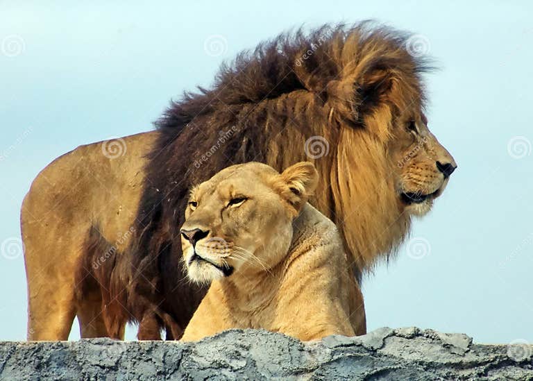 Lions stock photo. Image of powerful, wild, lion, bonding - 5169518