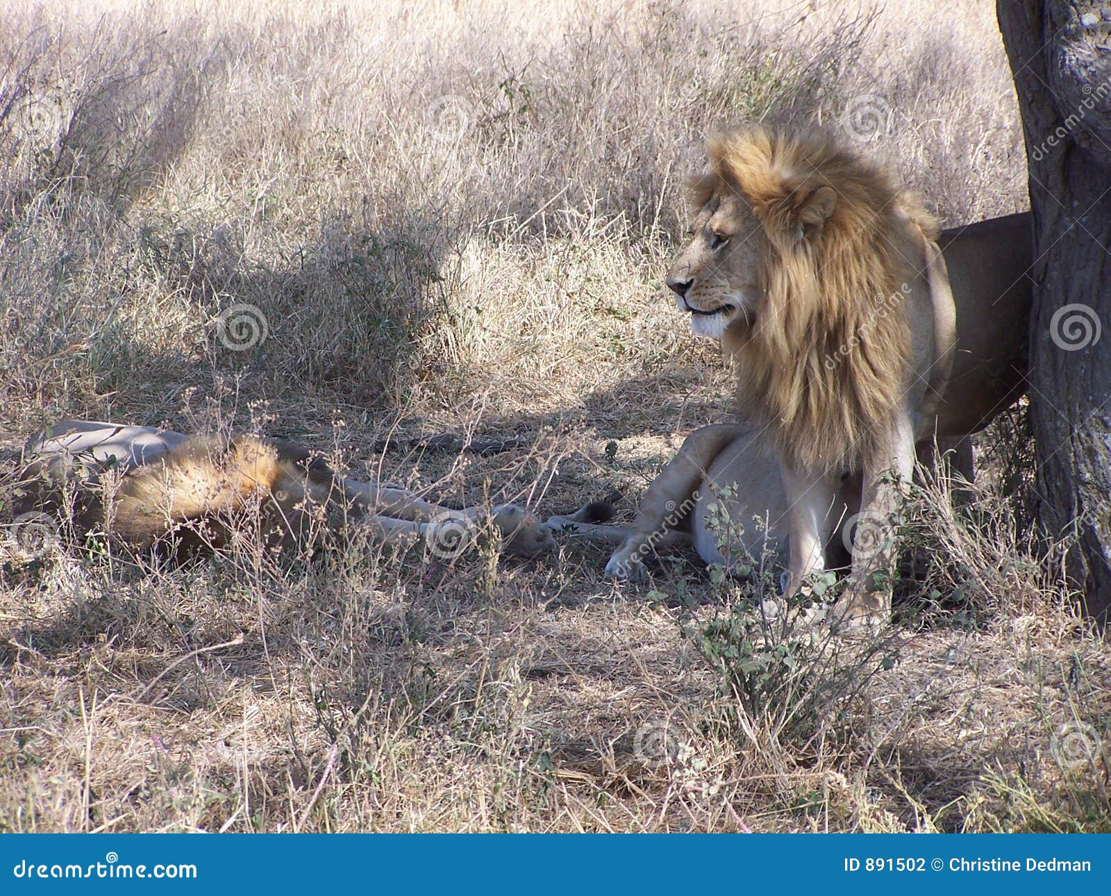 Lions stock photo. Image of wait, animal, wildlife, waiting - 891502