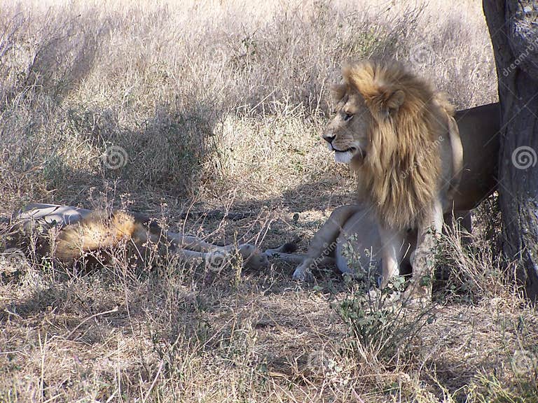 Lions stock photo. Image of wait, animal, wildlife, waiting - 891502