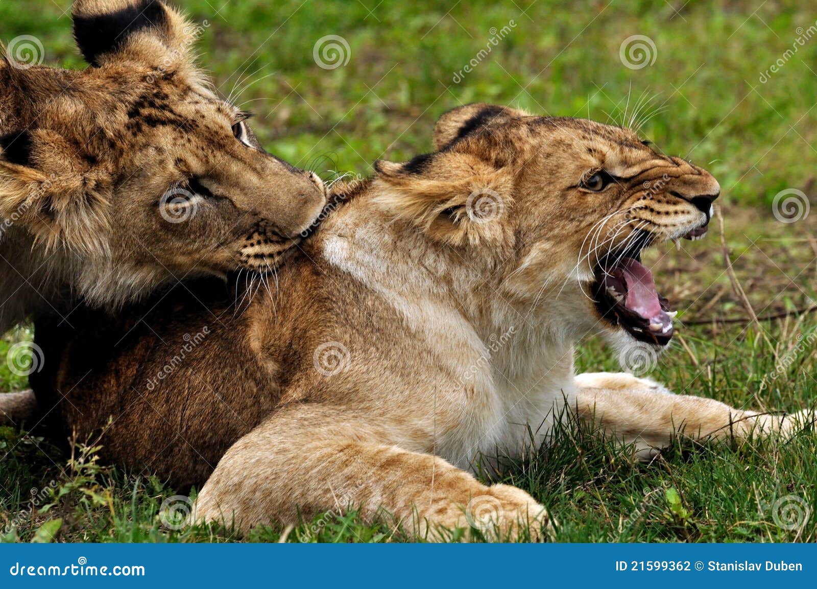 Lions dans le jeu de cour photo stock. Image du chasseur - 21599362