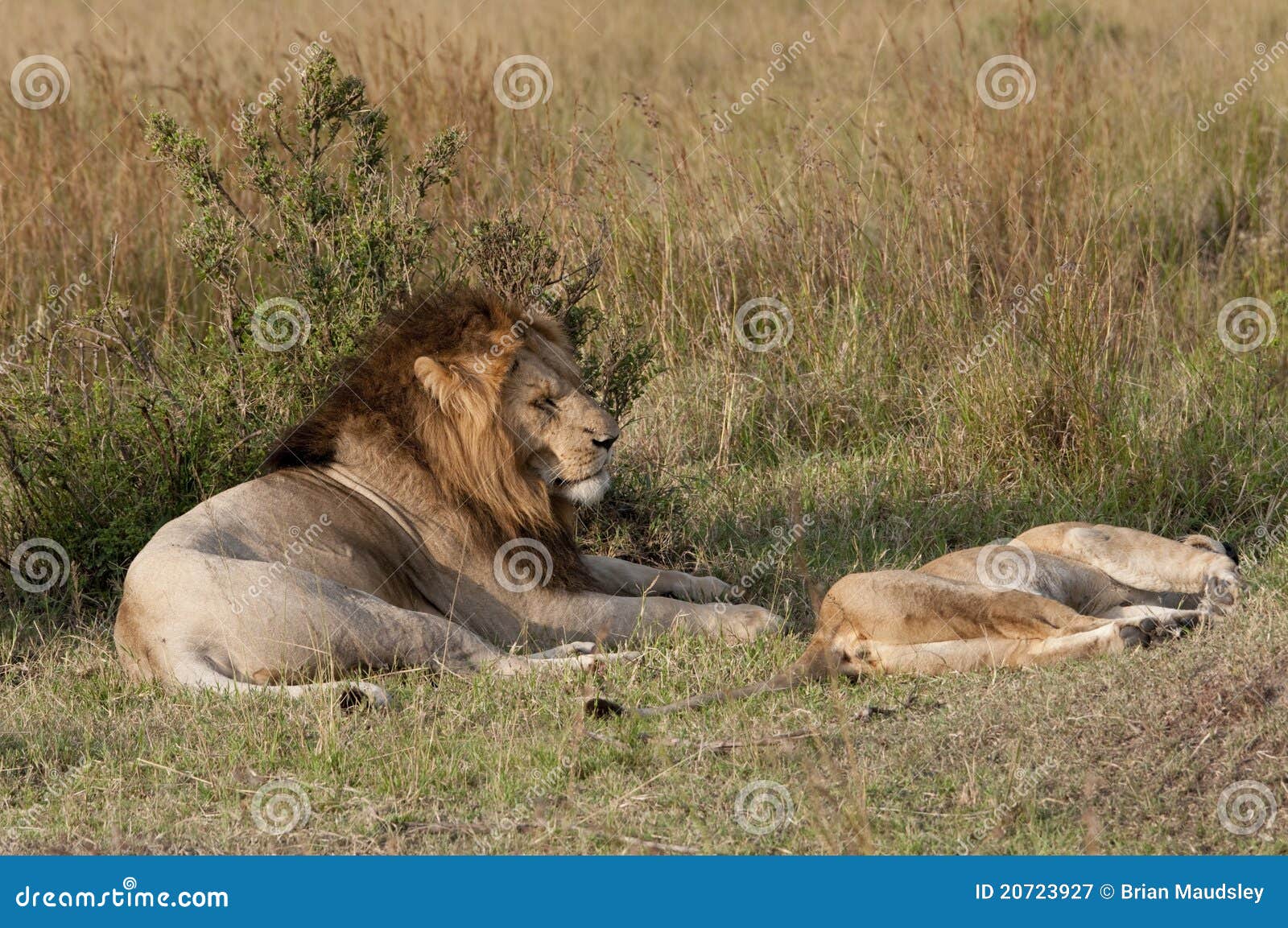 Lions De Accouplement, Foreplay Image stock - Image du carnivore, sexe ...
