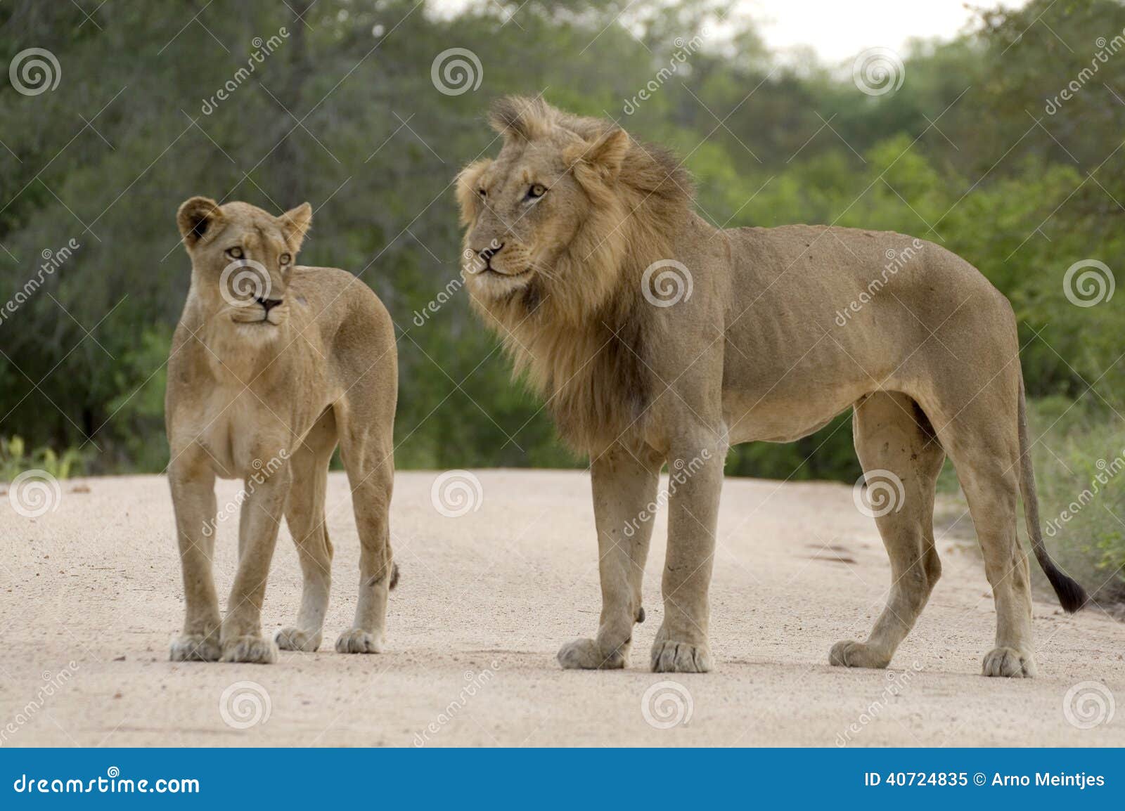 Lions De Accouplement (Panthera Lion) Image stock - Image du sunset ...