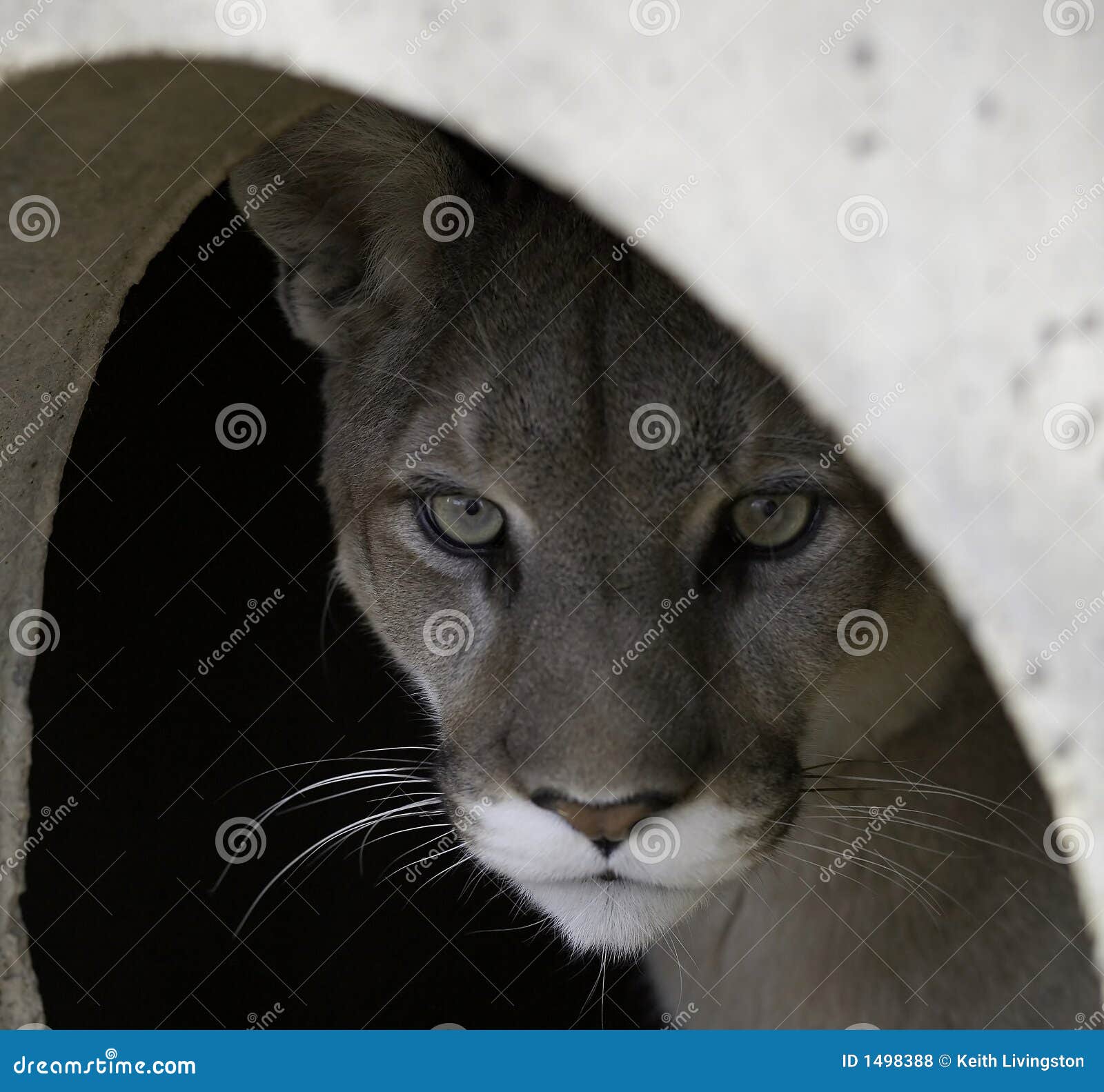 Lions Den stock photo. Image of cougar, watching, wild - 1498388