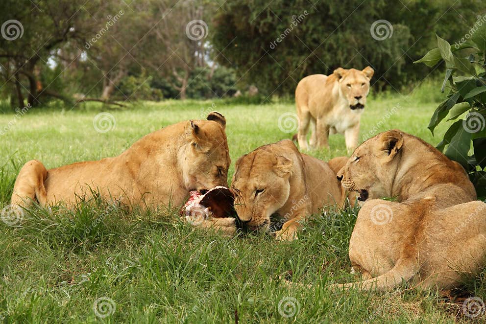 Lions eating meat stock image. Image of meat, wildlife - 13754235