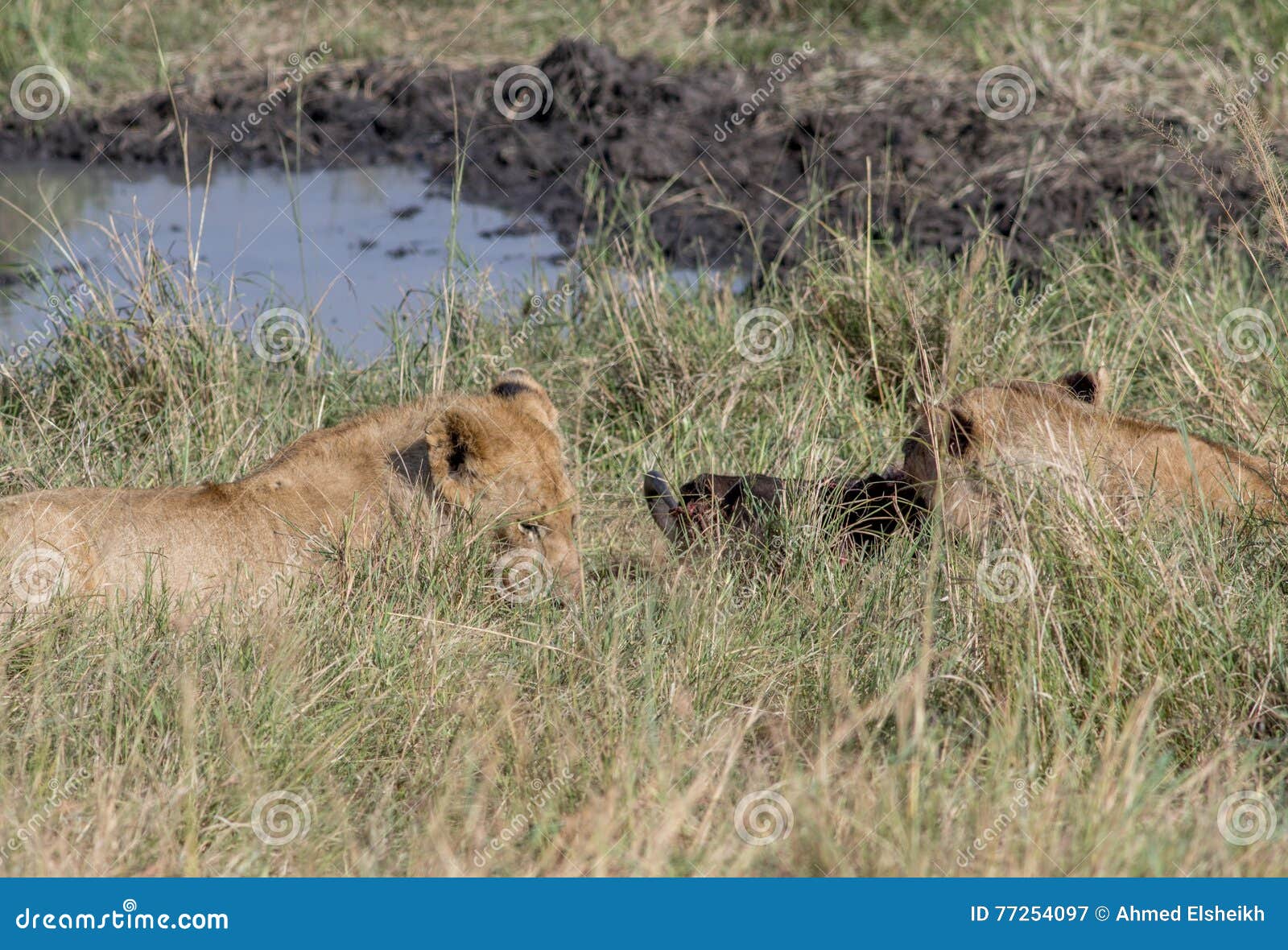 Lions Eating a Prey in Masai Mara Stock Image - Image of lion, prey ...