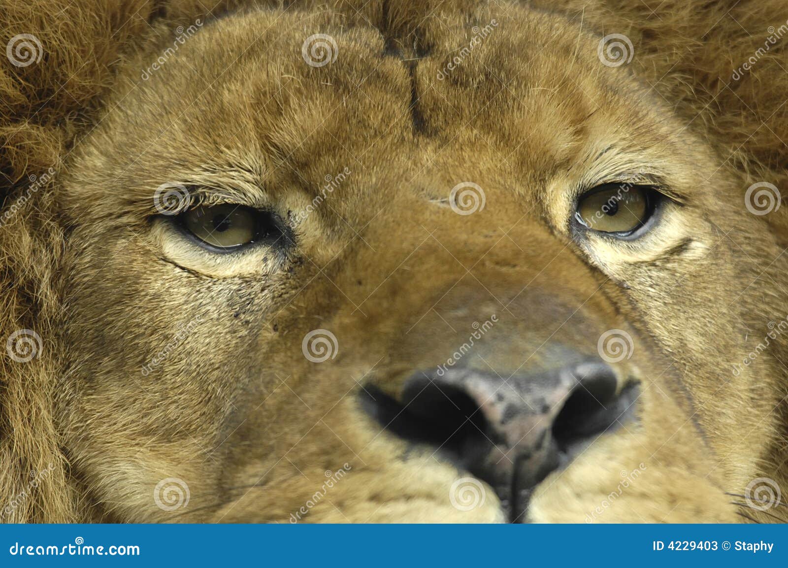Lions eyes stock image. Image of outdoor, male, power - 4229403