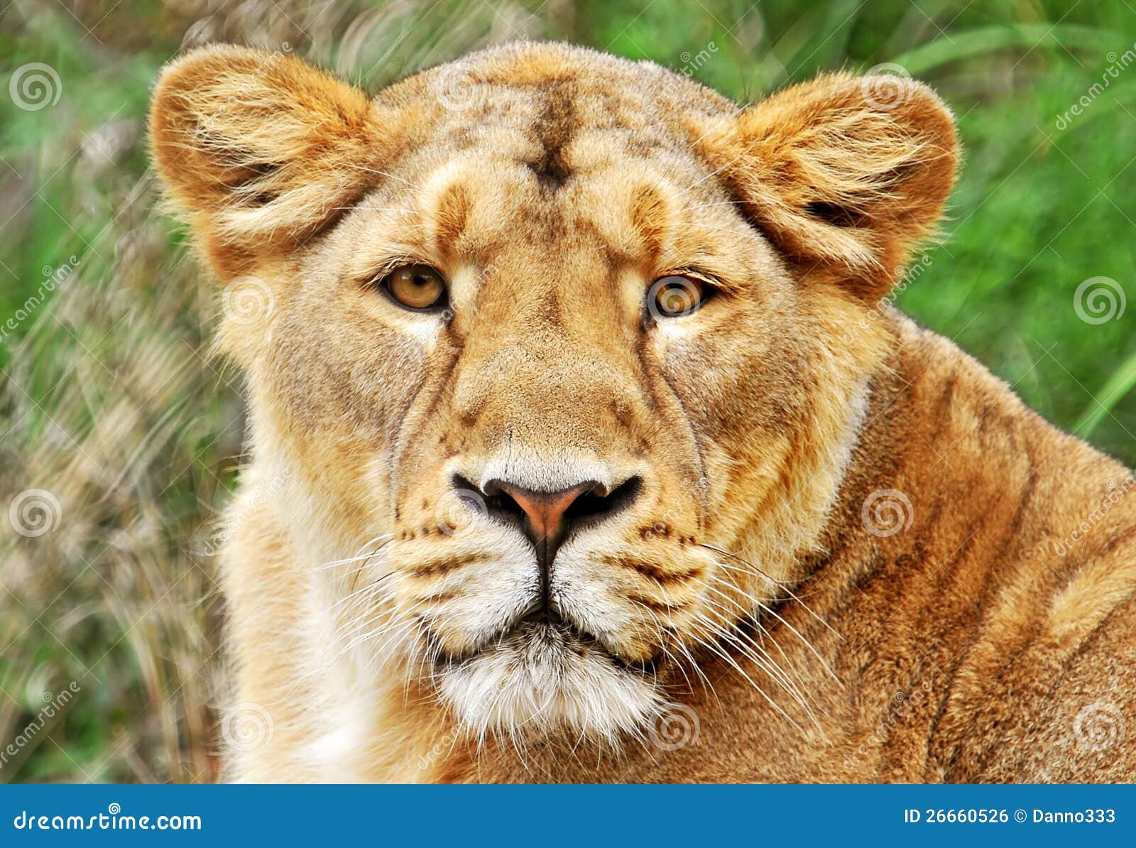 Lions face stock photo. Image of beautiful, dangerous - 26660526