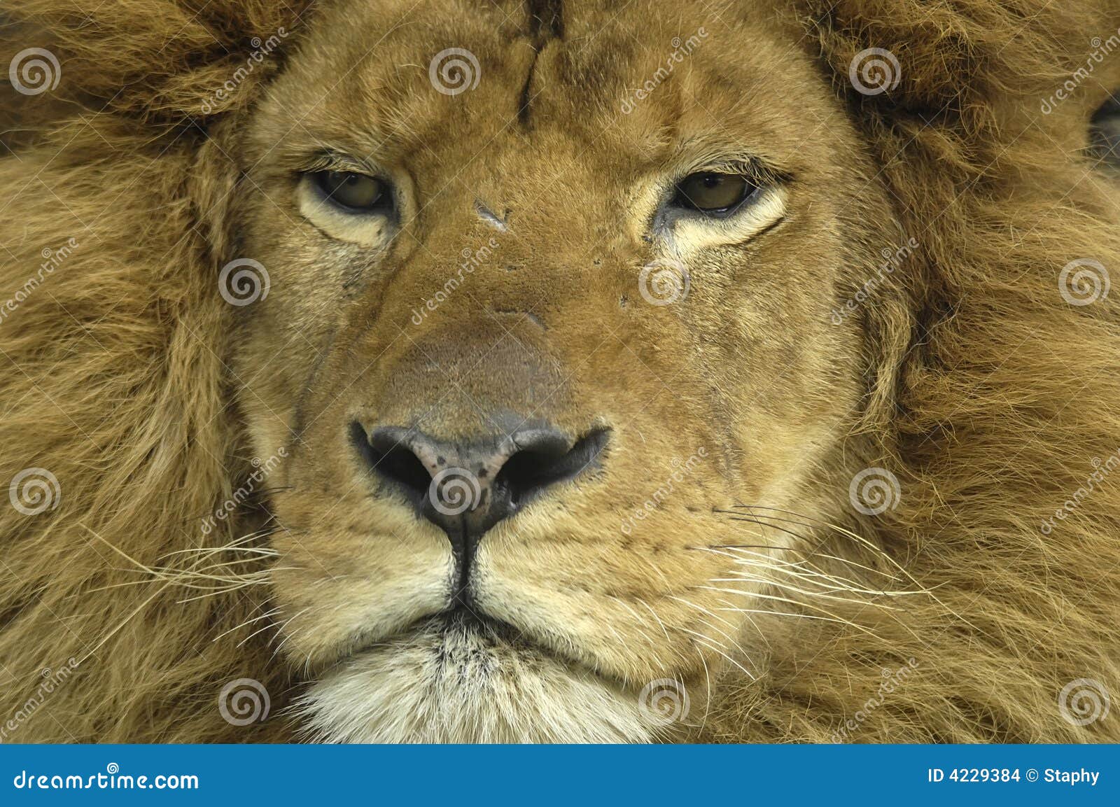 Lions face stock photo. Image of rest, eyes, hunter, king - 4229384