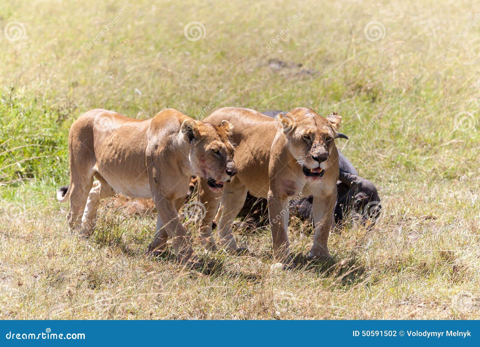 Lions Feeding stock photo. Image of masai, king, lion - 50591502