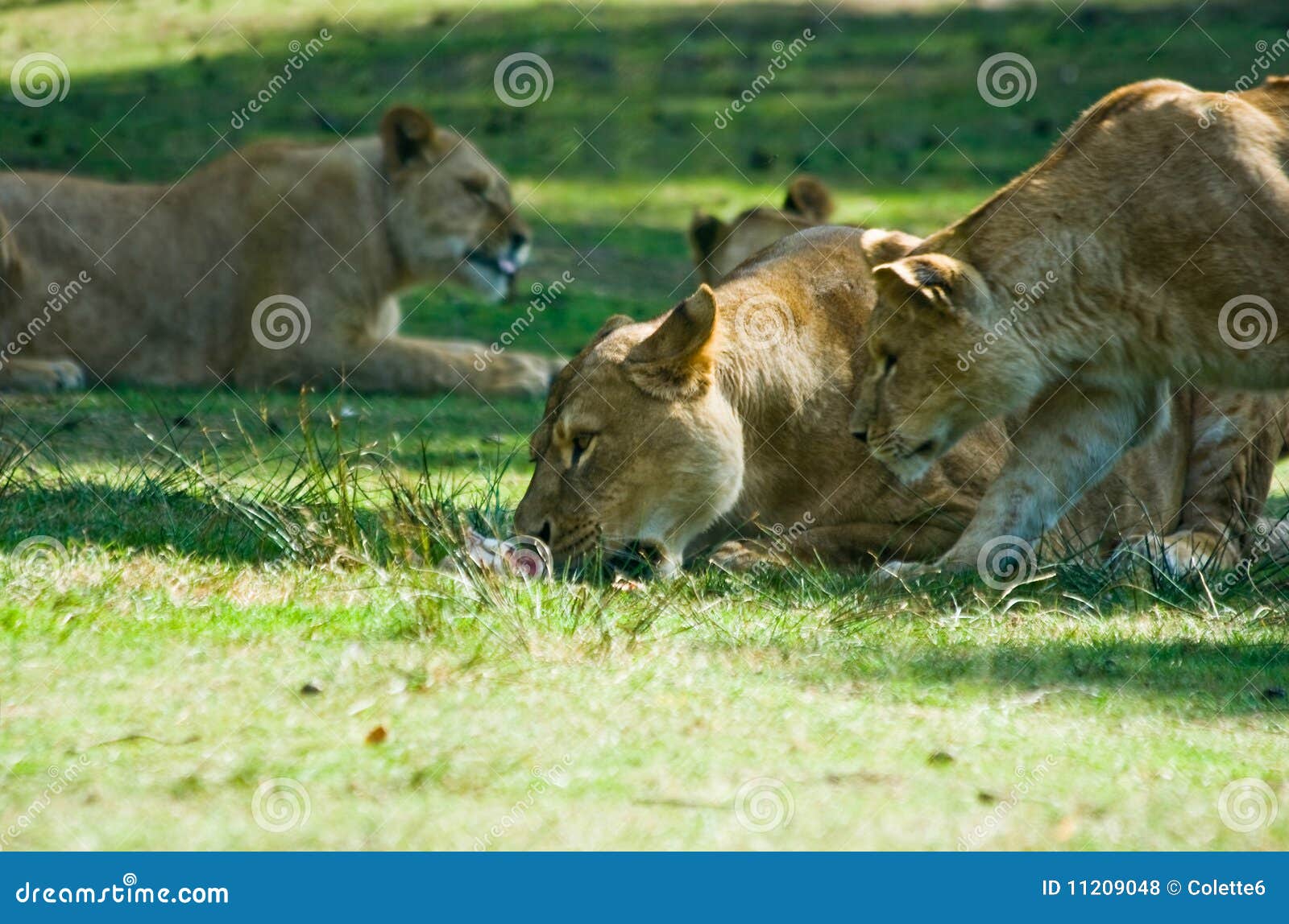 Lions on field eating meat stock photo. Image of lion - 11209048