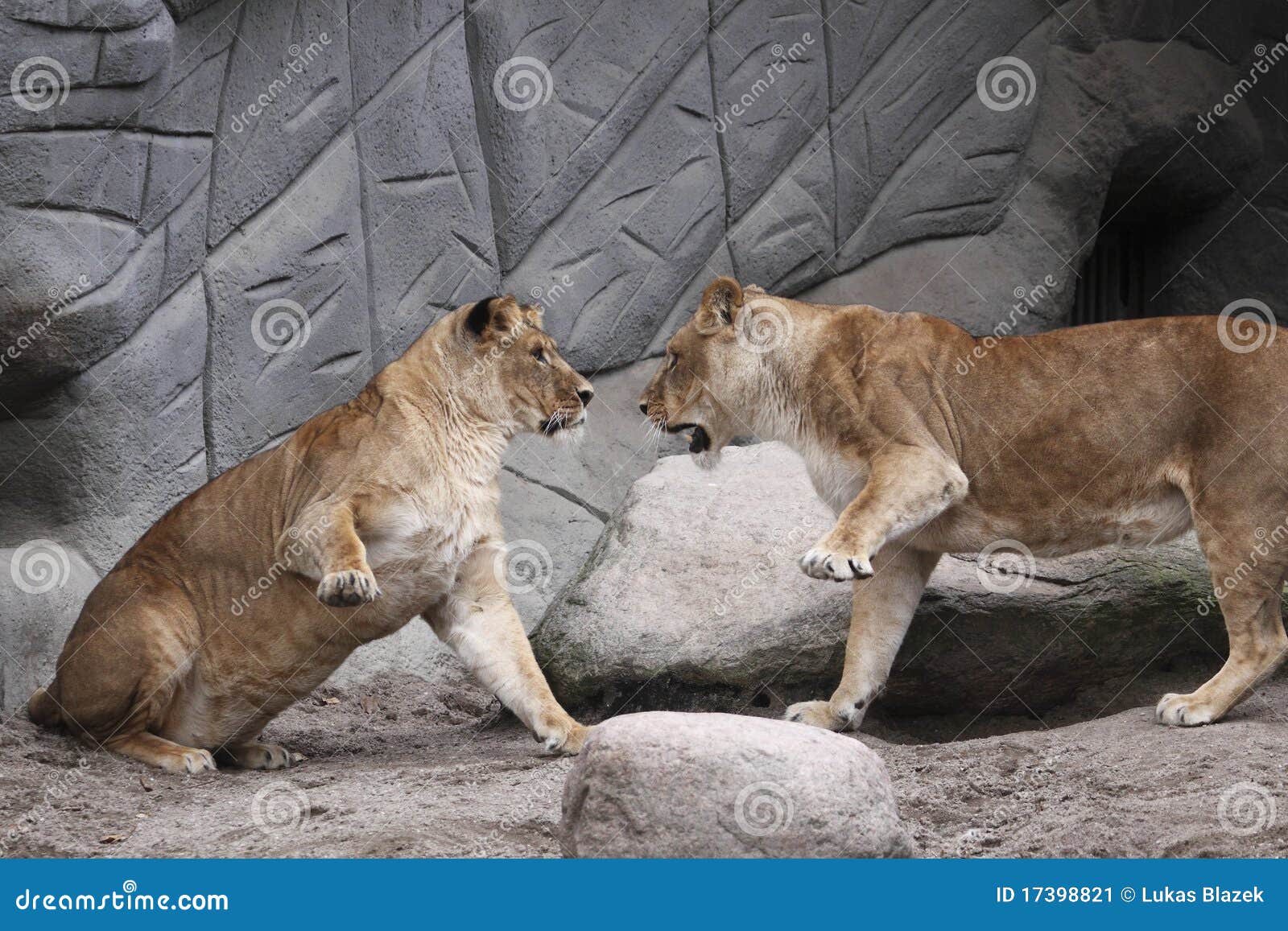 Lions fight stock image. Image of fighting, king, lion - 17398821