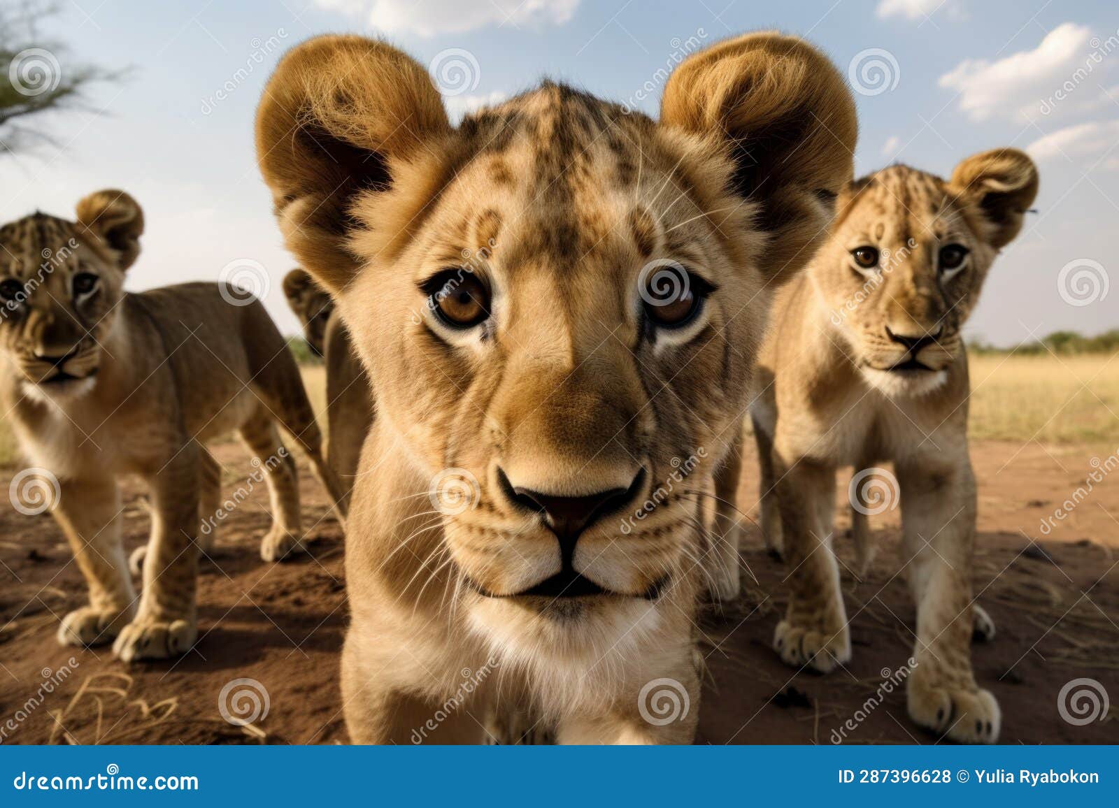 Lions Group Nature. Generate Ai Stock Illustration - Illustration of ...