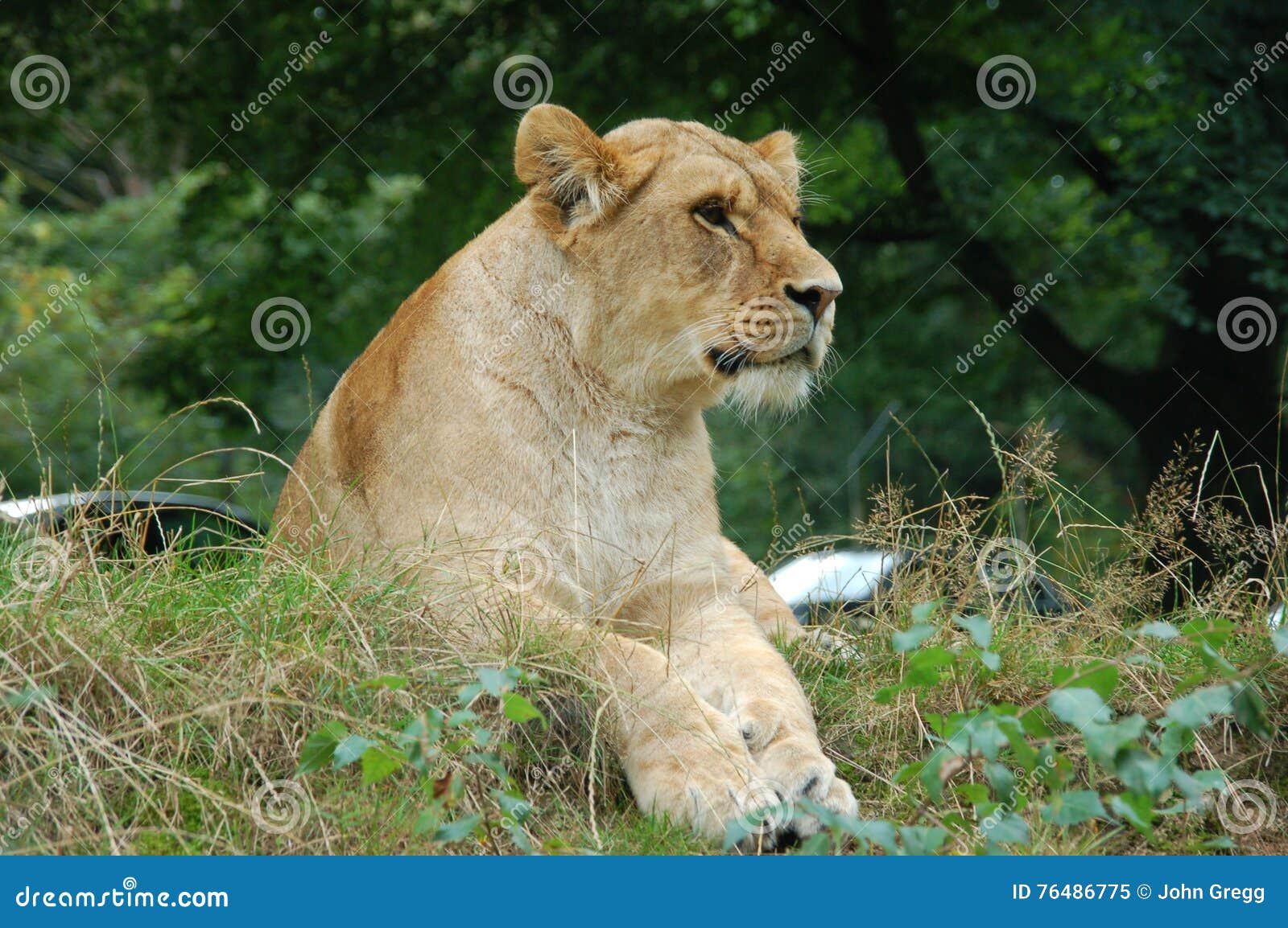 Lions Head Looking and Waiting Stock Image - Image of safari, park ...