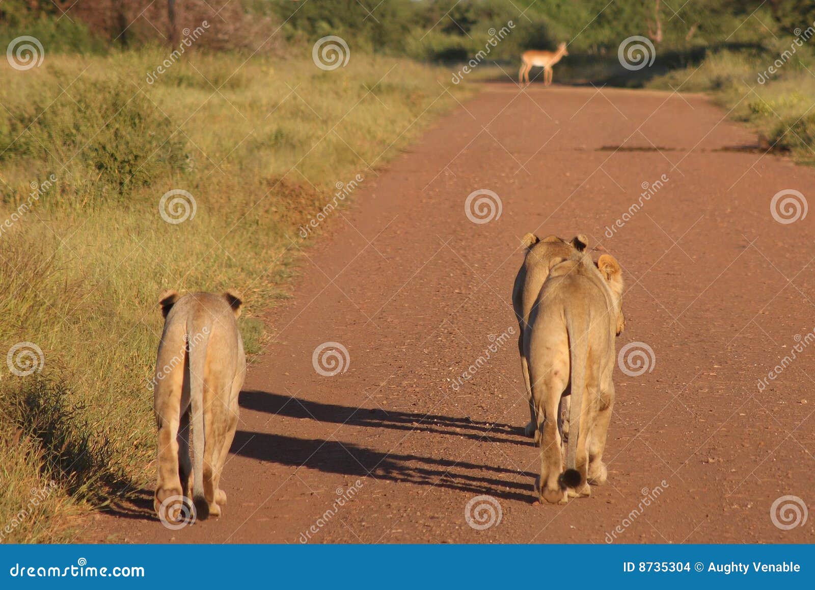 Lions and Impala stock photo. Image of carnivore, safari - 8735304
