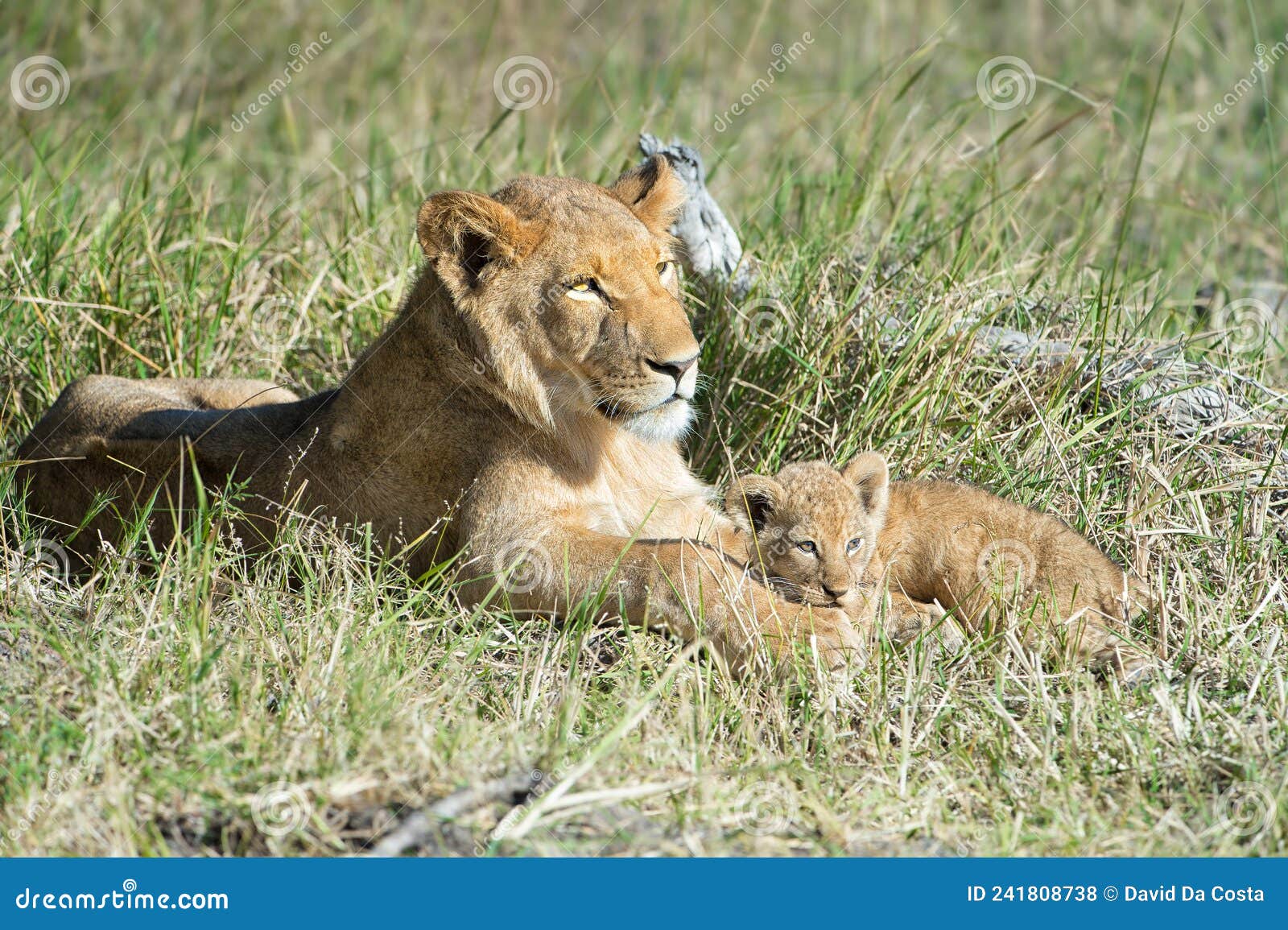 Adolescent Male Lion with Young Cub Stock Photo - Image of return ...