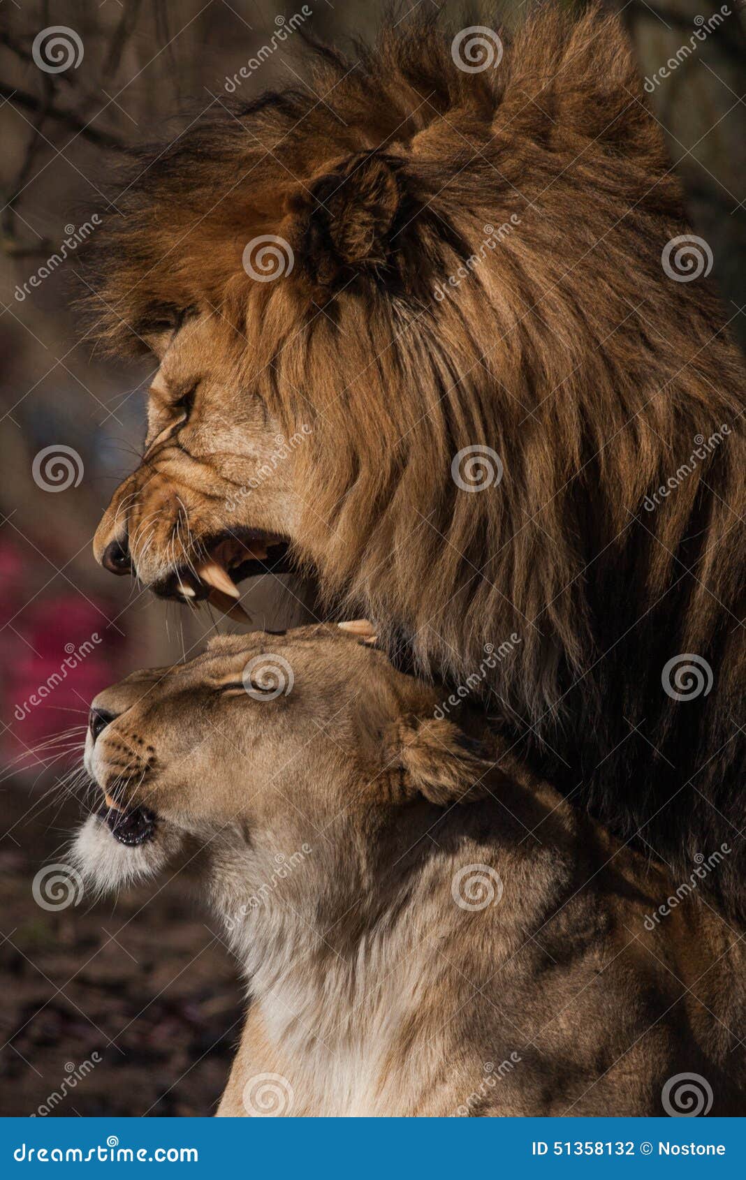 Lion Fighting Lioness Photos - Free & Royalty-Free Stock Photos from ...