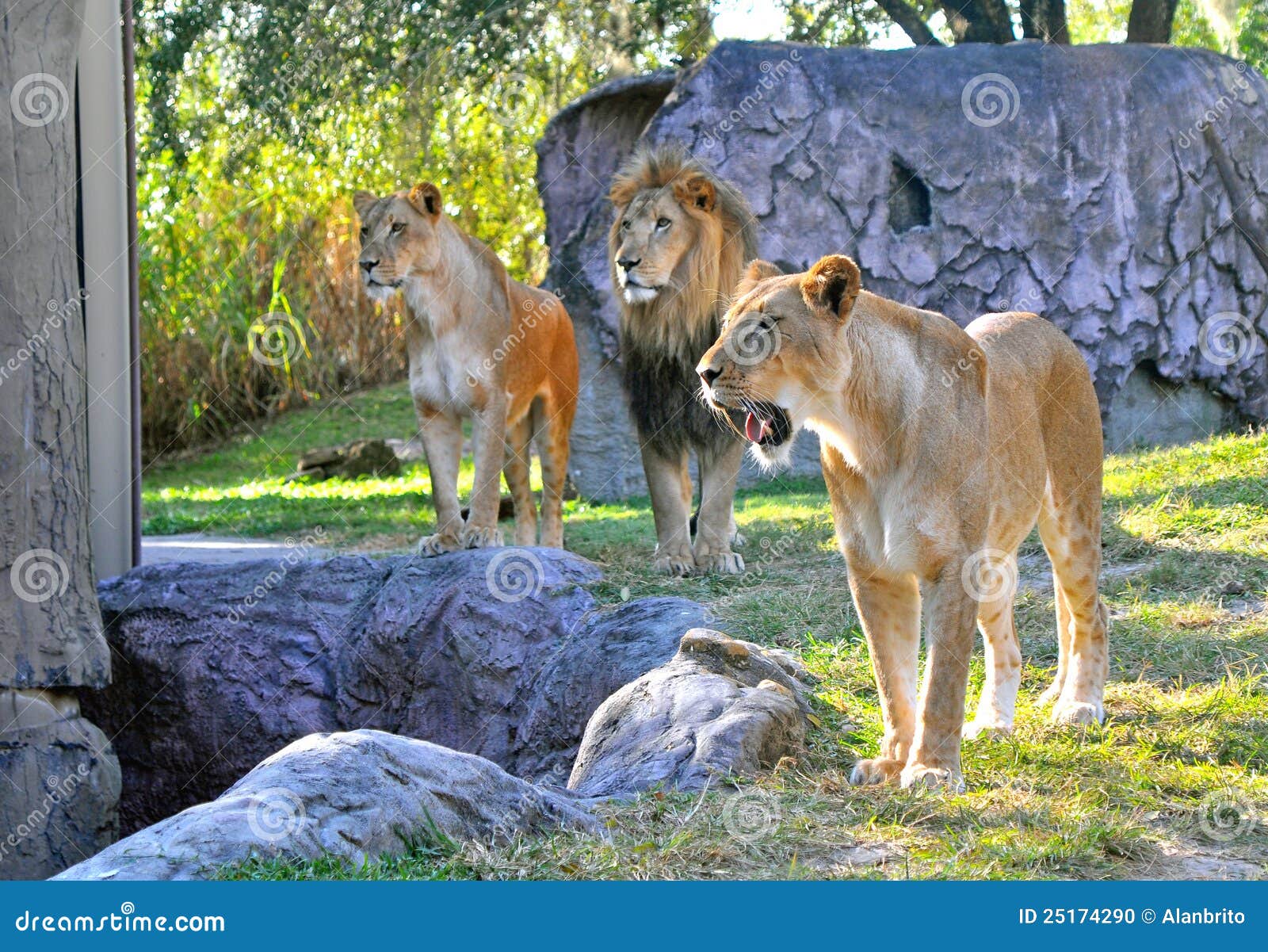 Lions and lionesses stock photo. Image of africa, male - 25174290